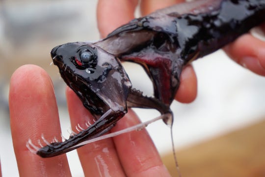 Scientists crack secret of fish’s deadly, transparent teeth