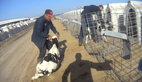 Fair Oaks Farms animal abuse: ARM delivers more undercover video