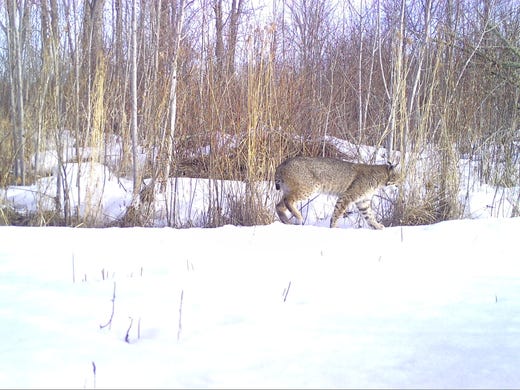 When it comes to wildcats in Wisconsin, bobcats are king