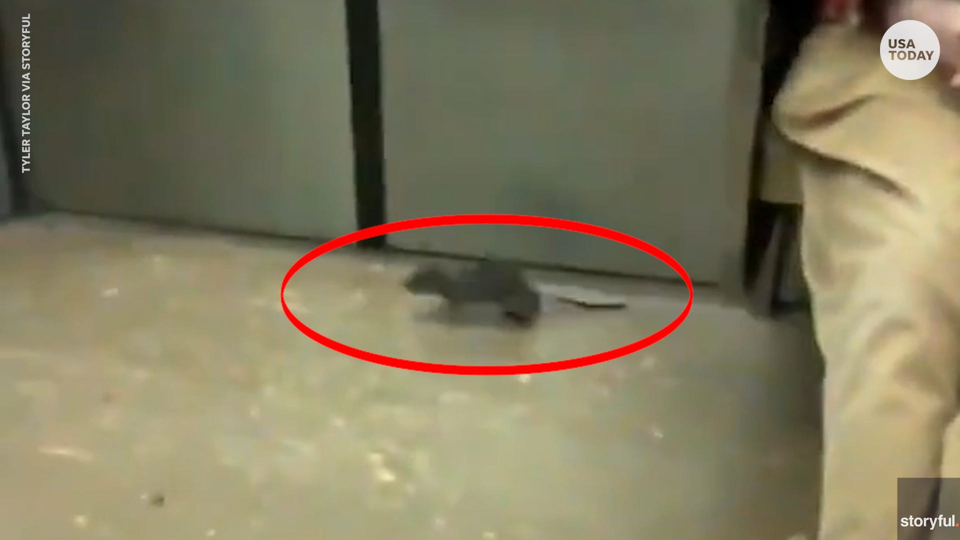 Rat wreaks havoc on New York City subway