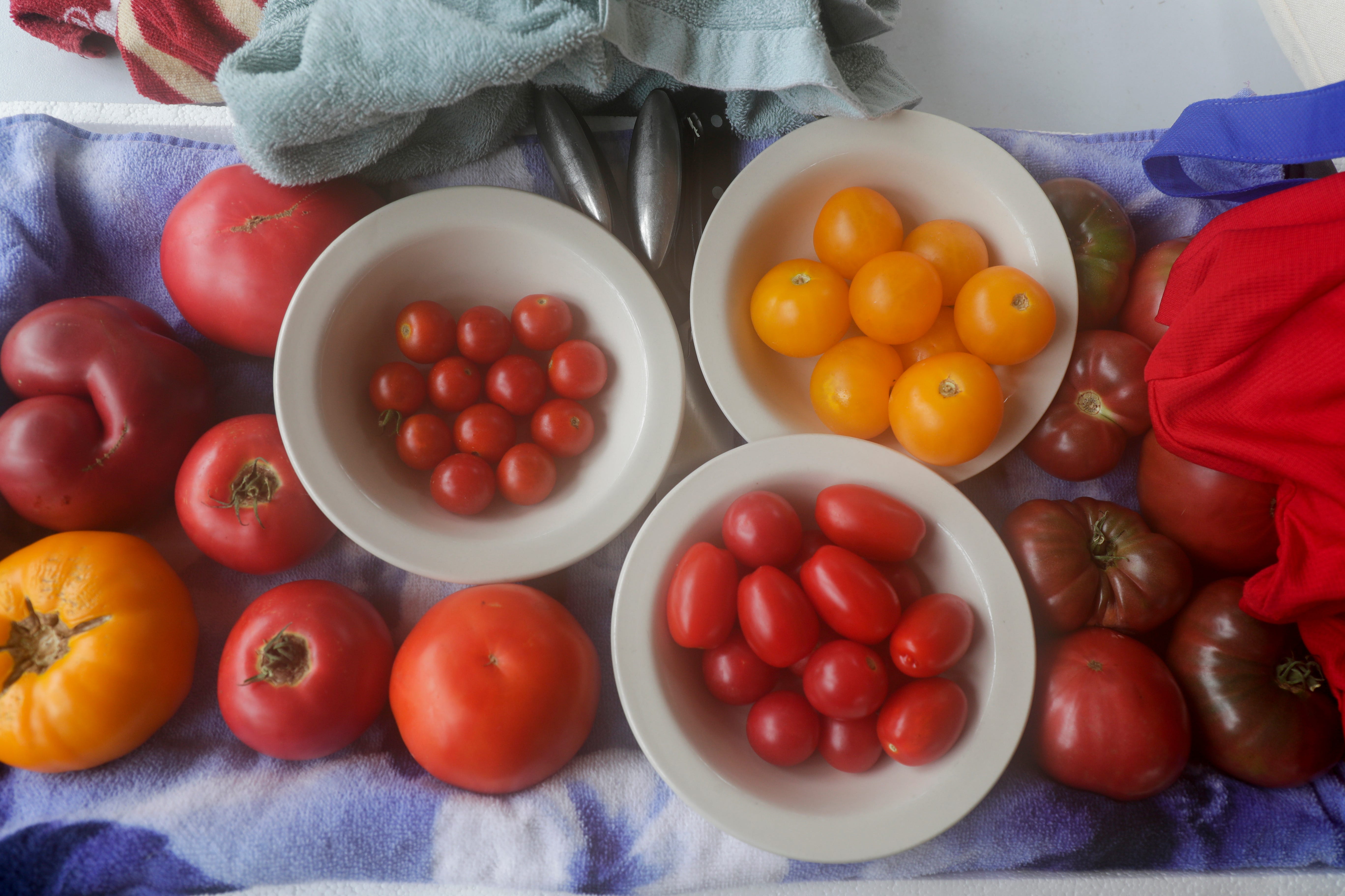 Tomato Feastival celebrates favorite summer veggie with contests, food