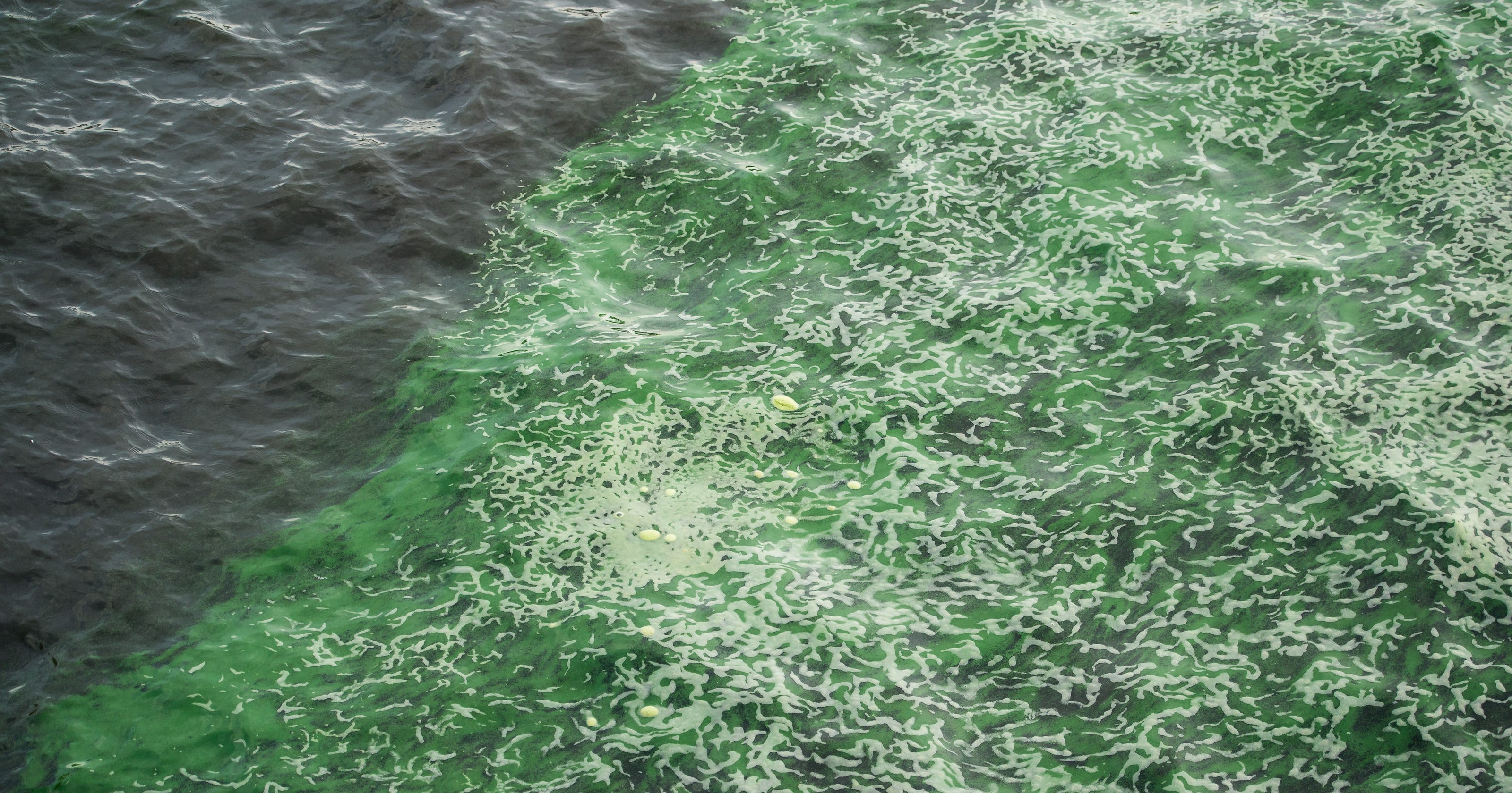 Lake Okeechobee blue-green algae bloom at Port Mayaca gone, SFWMD says