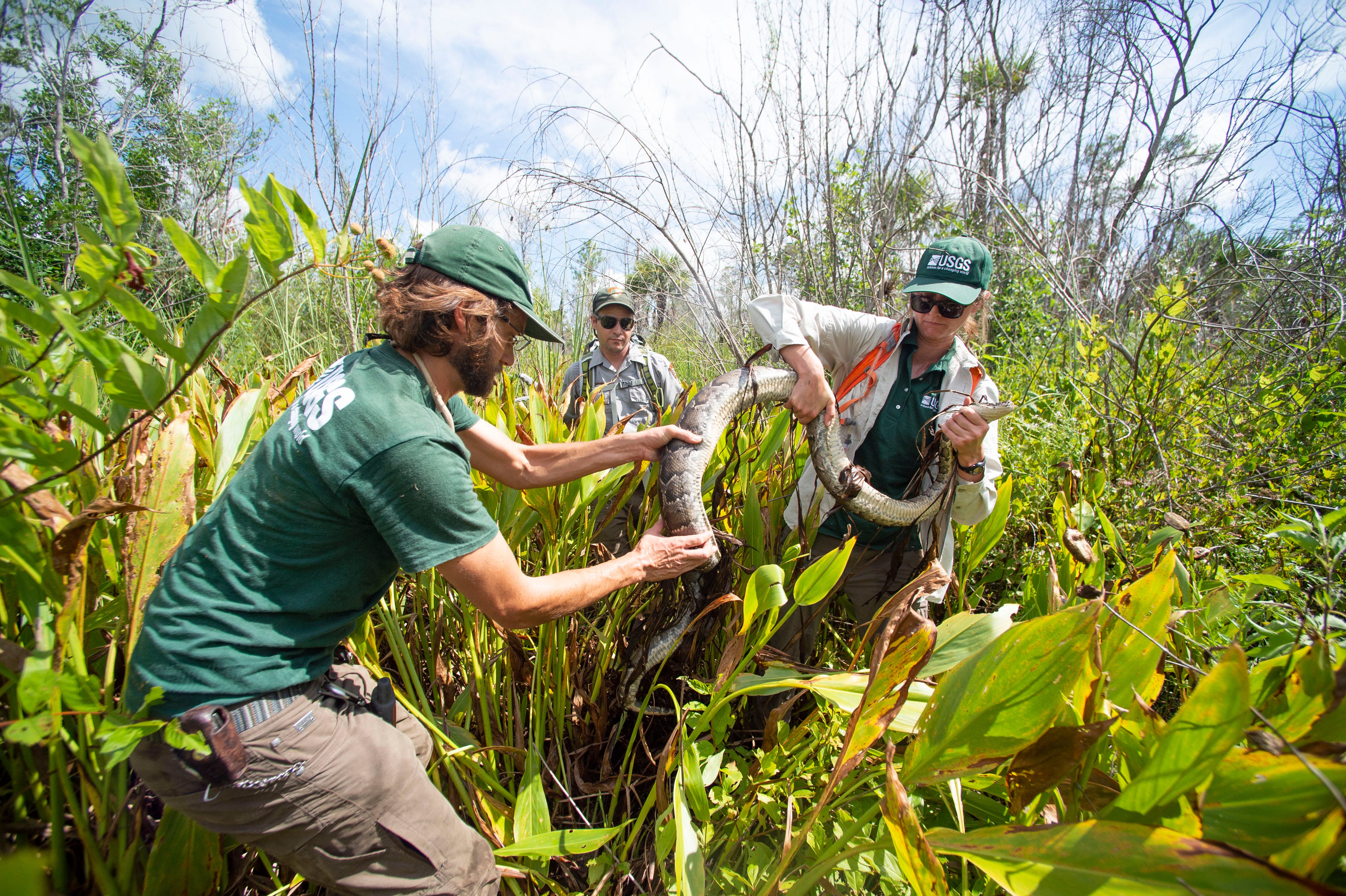 Can Burmese pythons be eradicated from the Everglades?