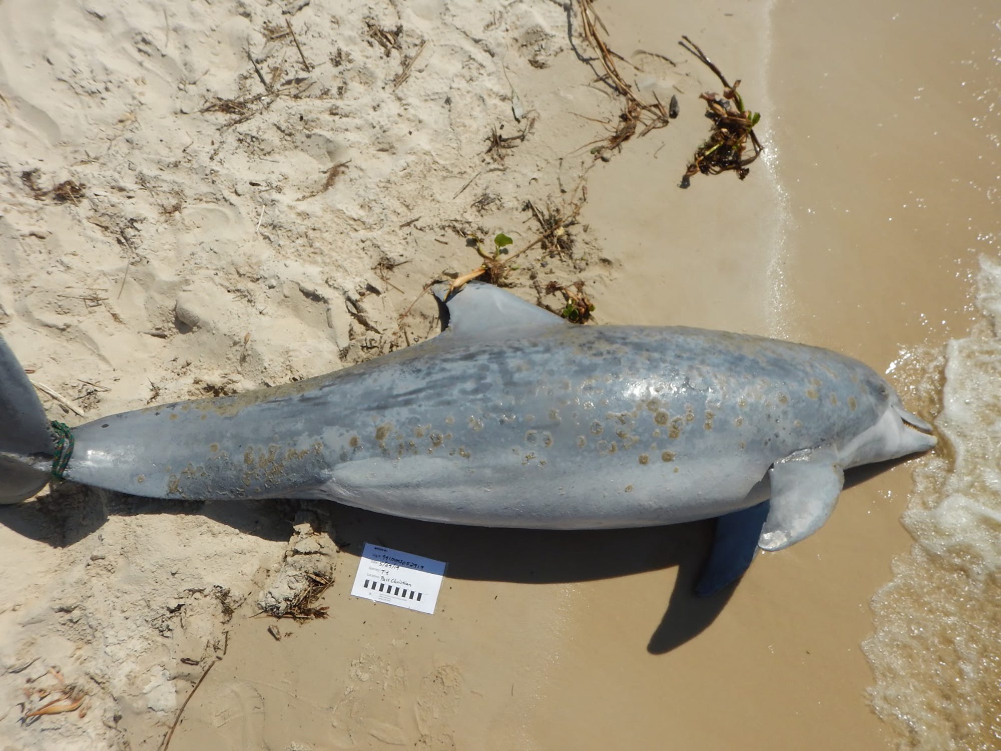 Two dolphins found stranded off Newport days apart