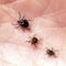 Ticks in Tennessee: What you need to know about tick-borne illnesses