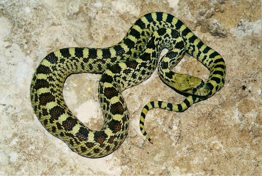 Bullsnakes revered for rodent-eating abilities