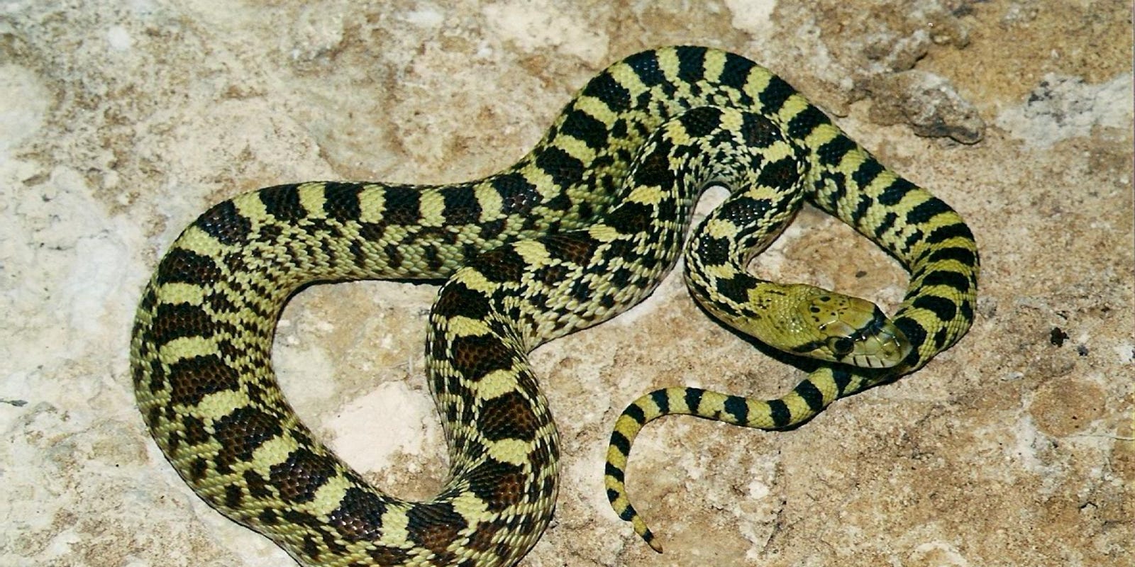 Bullsnakes revered for rodent-eating abilities