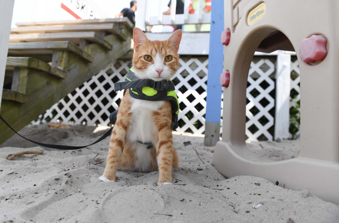 Ocean City's Pip the Beach Cat has released a children's book