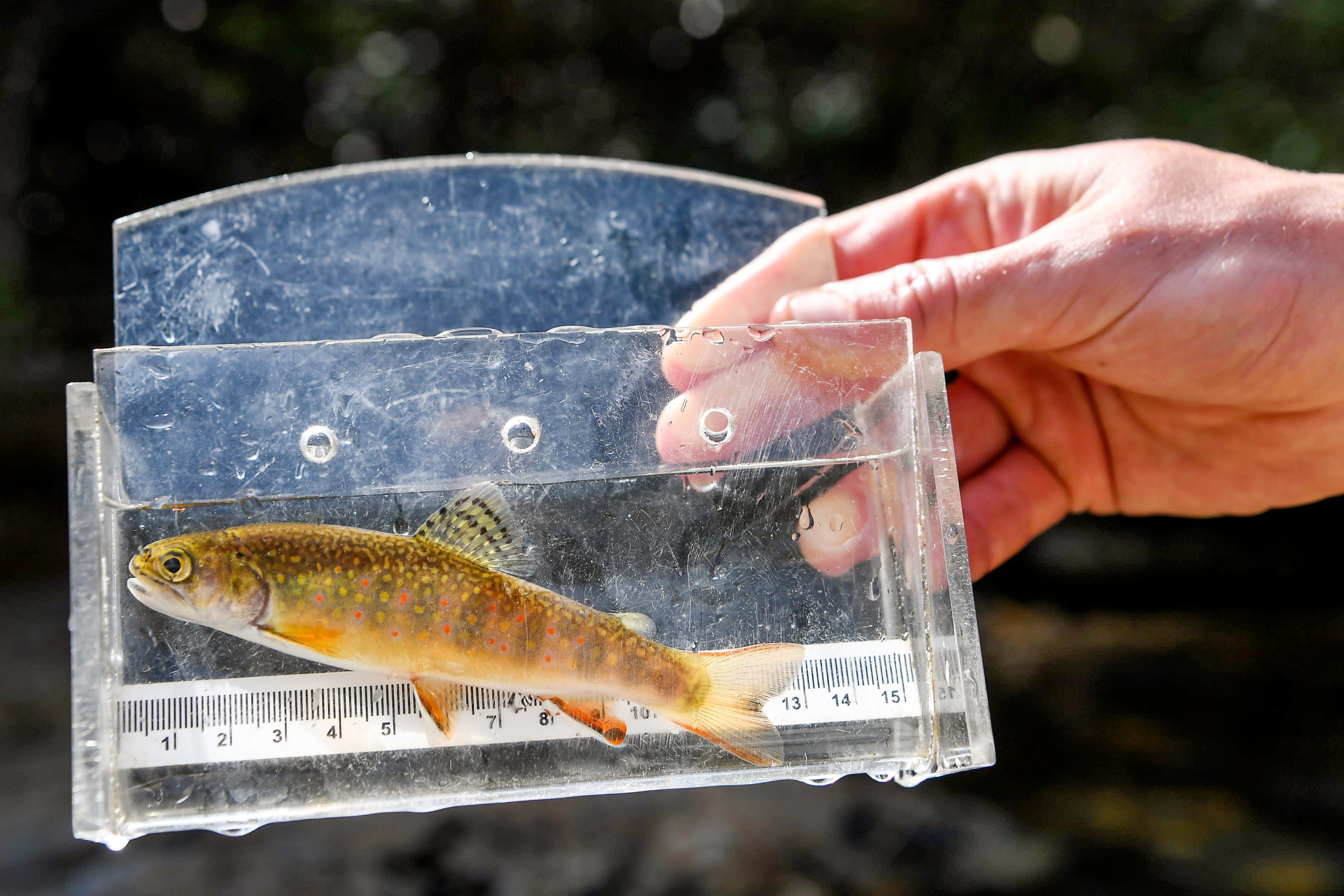 Western North Carolina native brook trout slowly gaining foothold again