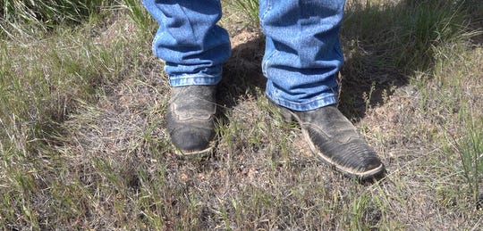 Cheatgrass is dangerous in Nevada: Here's what it is and why