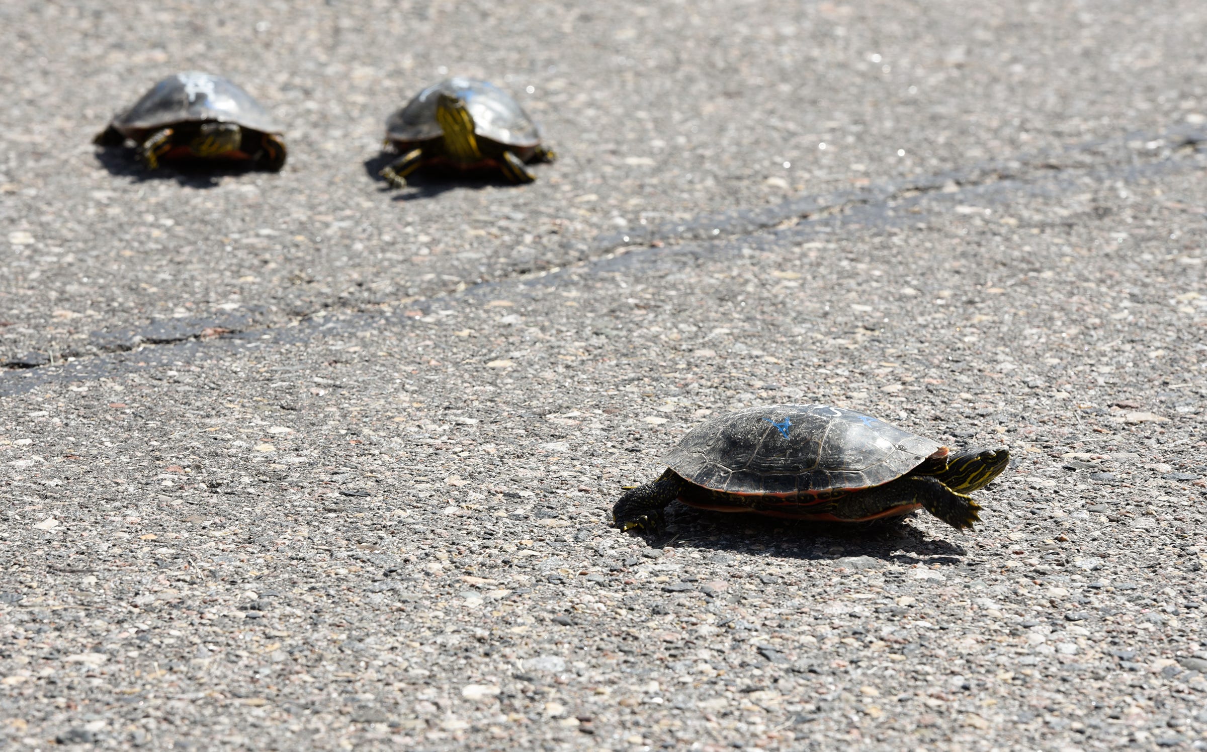 St. Cloud Turtle traffic can be dangerous, even in the slow lane