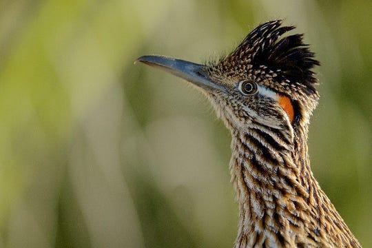 From roadrunners to snipes, these animal species are native to Utah