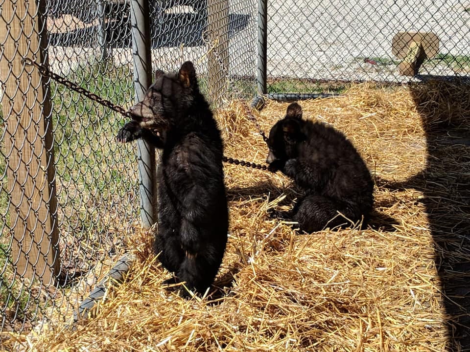Deputy shoots escaped Oswald's Bear Ranch bear