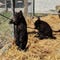 Deputy shoots escaped Oswald's Bear Ranch bear