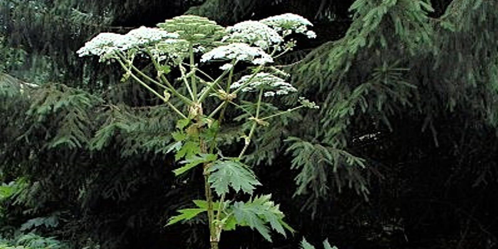 Giant hogweed in Wisconsin: Causes burns, rashes, blisters on humans