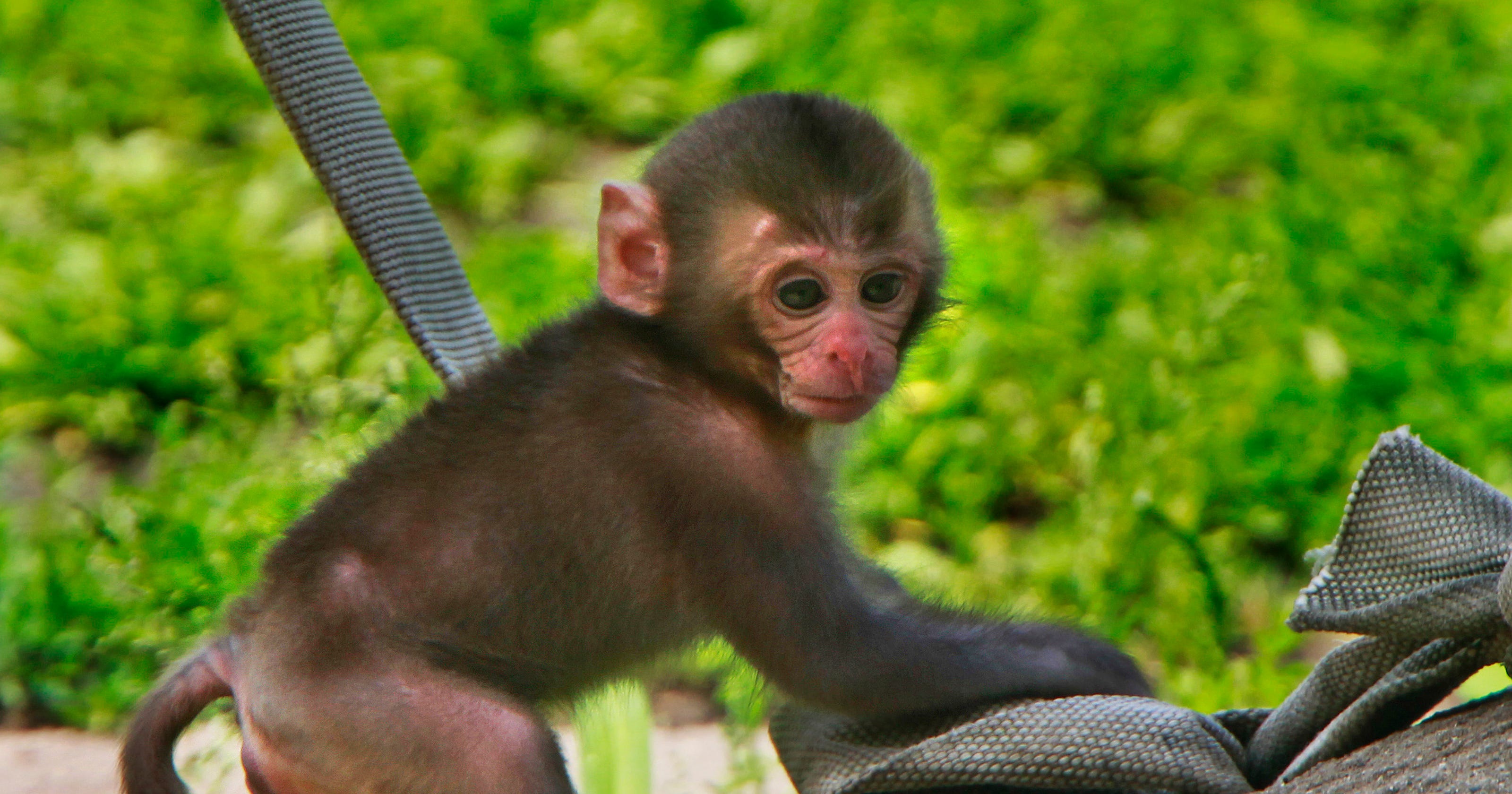 Wisconsin zoo welcomes baby snow monkey, a Japanese macaque