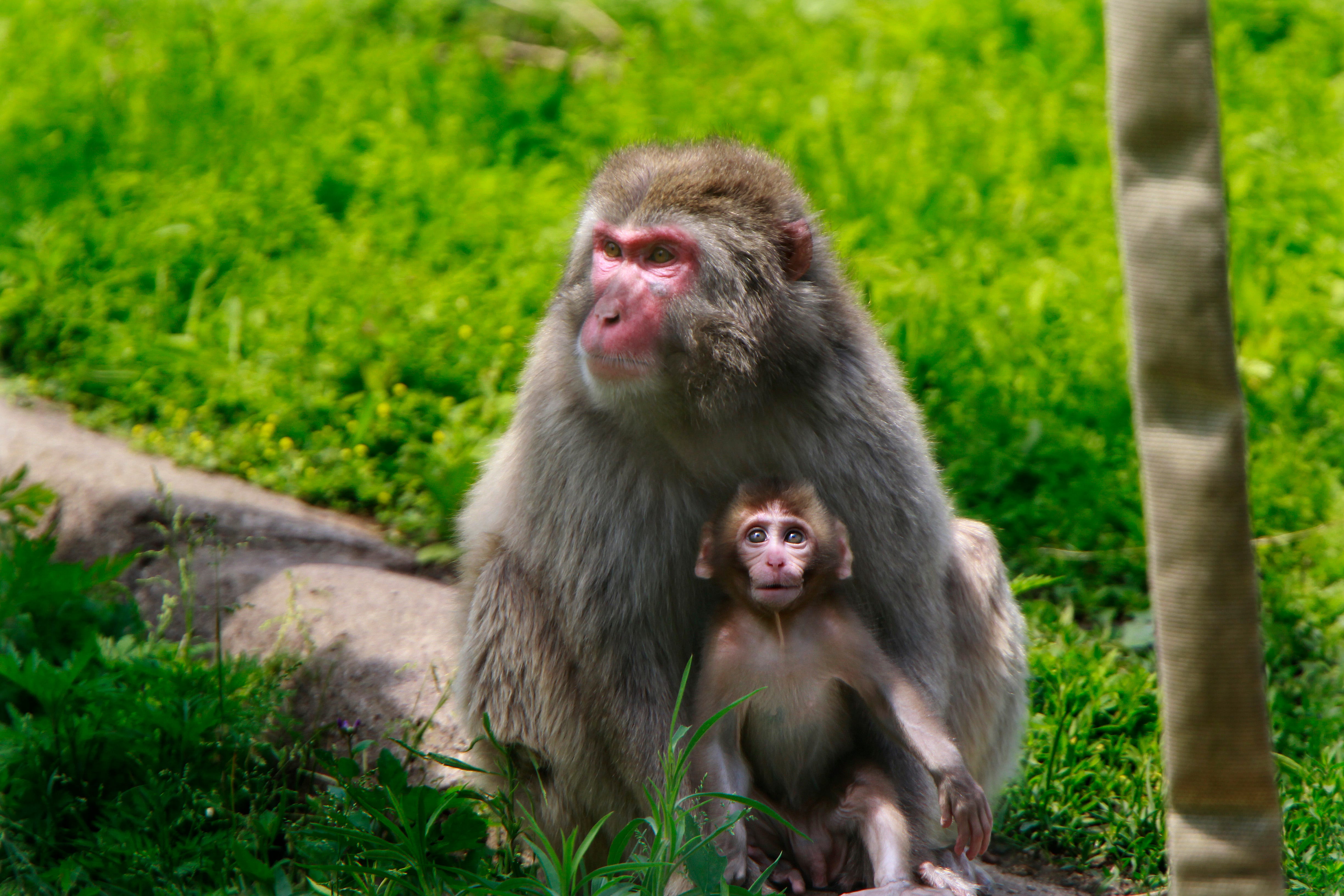 Wisconsin zoo welcomes baby snow monkey, a Japanese macaque