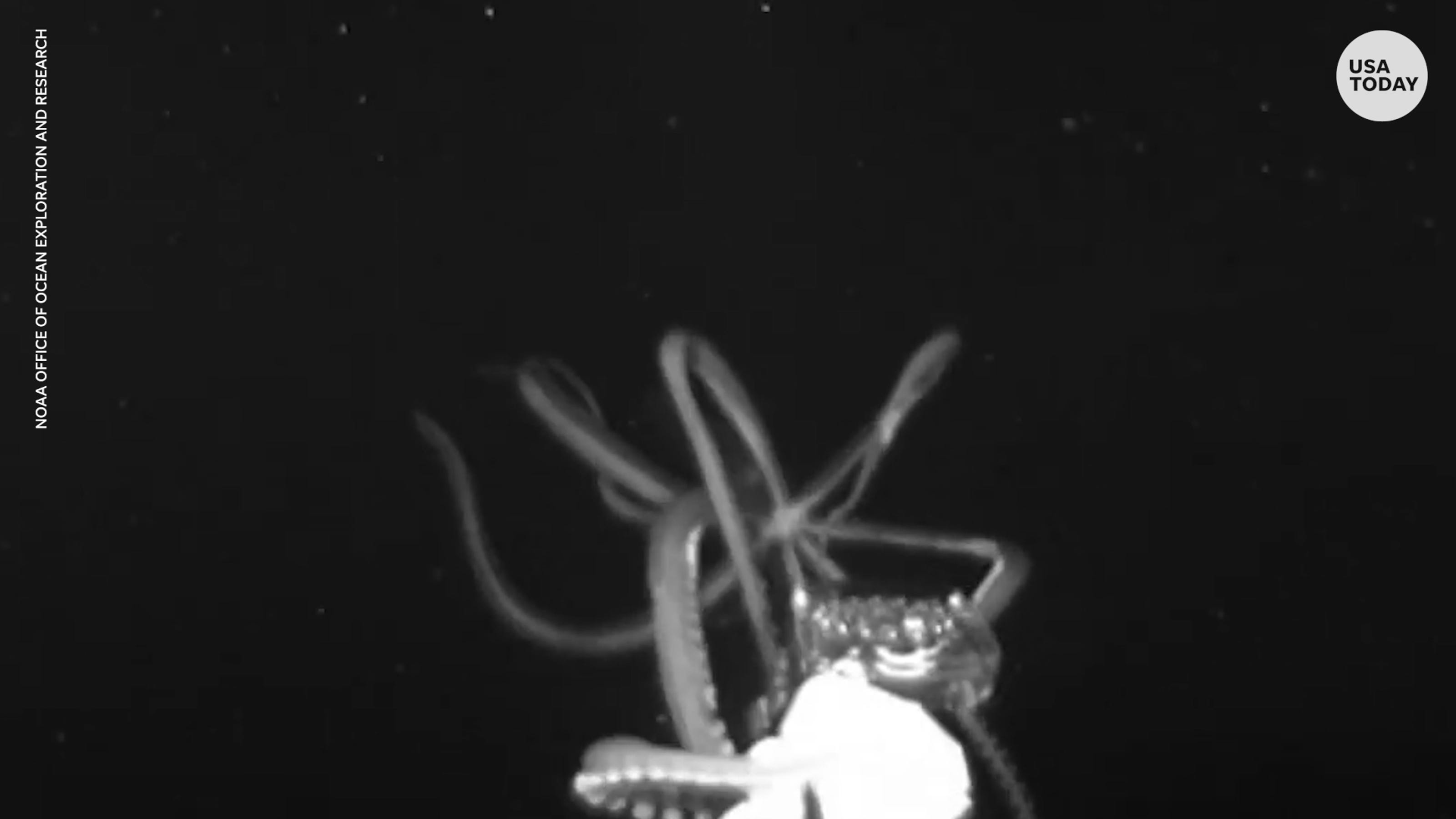 Rare sighting: Camera captures 'monster' squid for first time in U.S ...