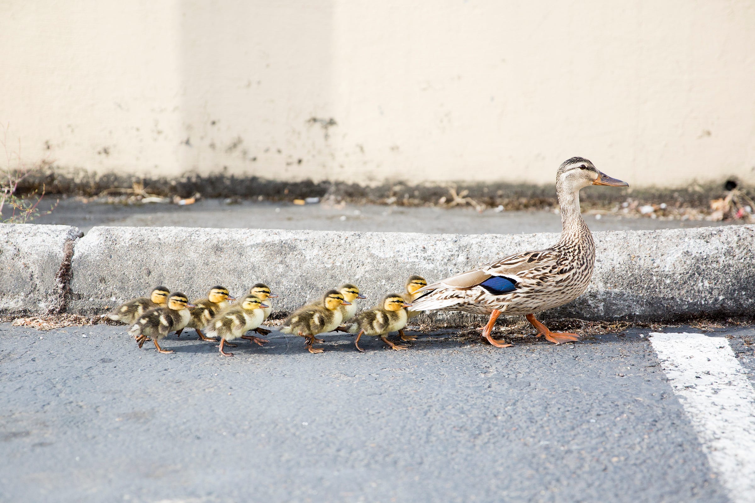 Ducklings Following Mother