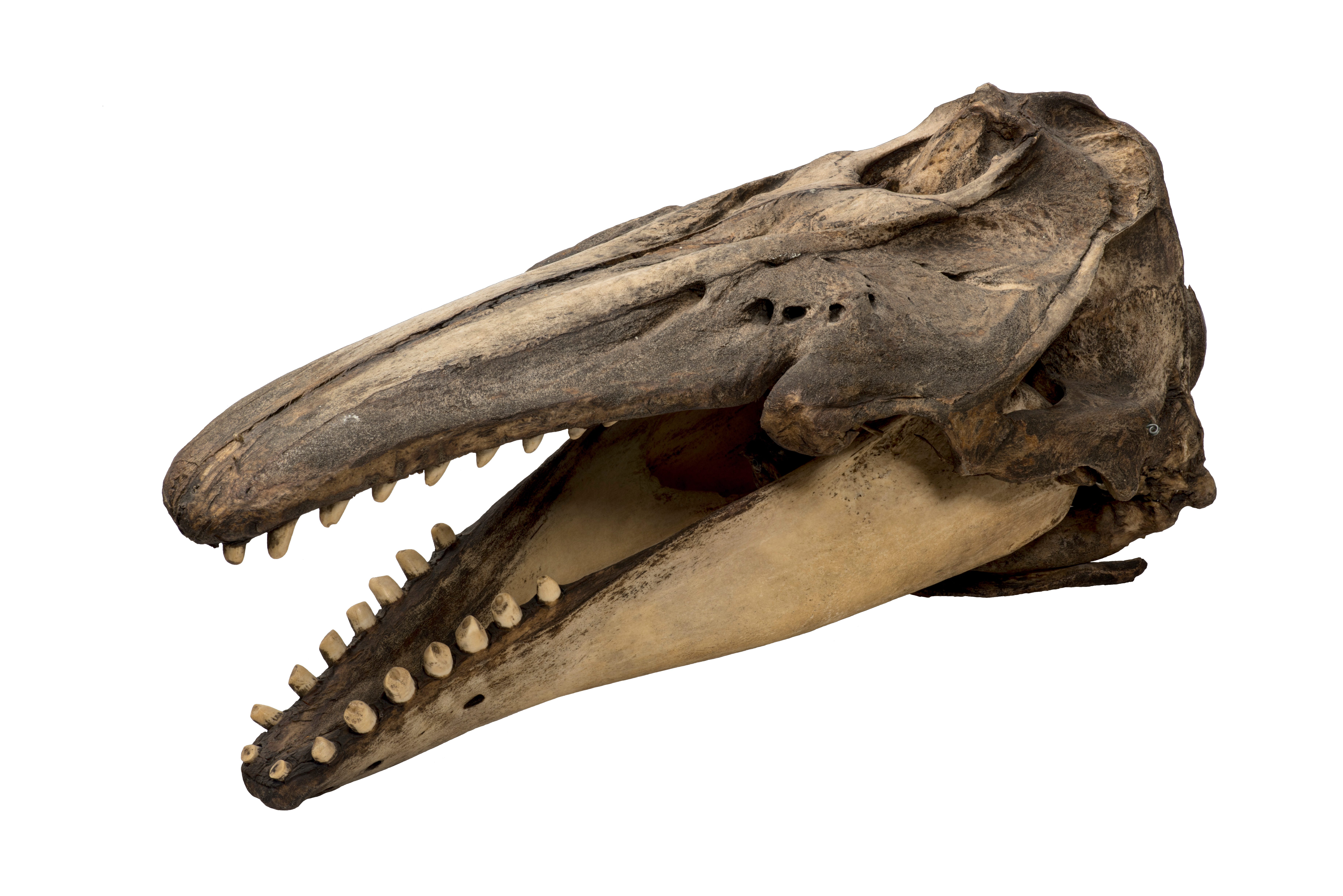 'Narluga': Narwhal-beluga whale hybrid discovered in study of skull