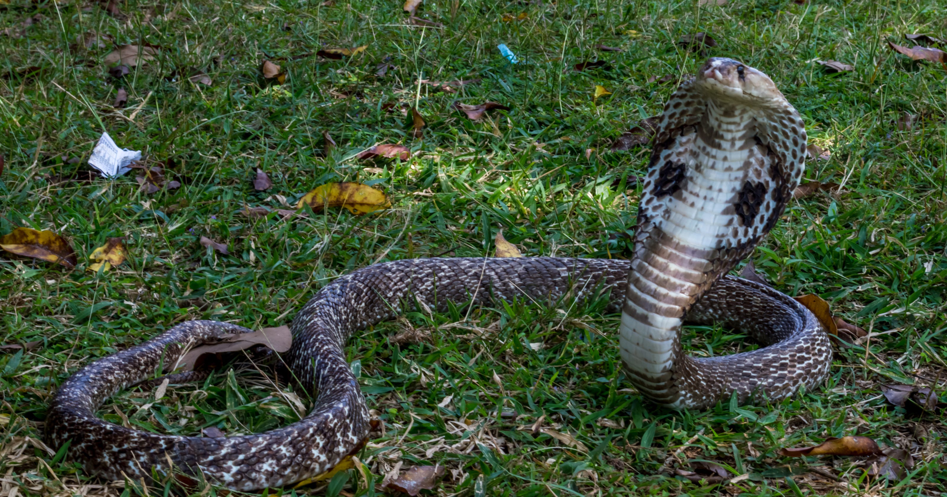 Florida: 89-year-old woman battles 6-foot snake after it eats birds