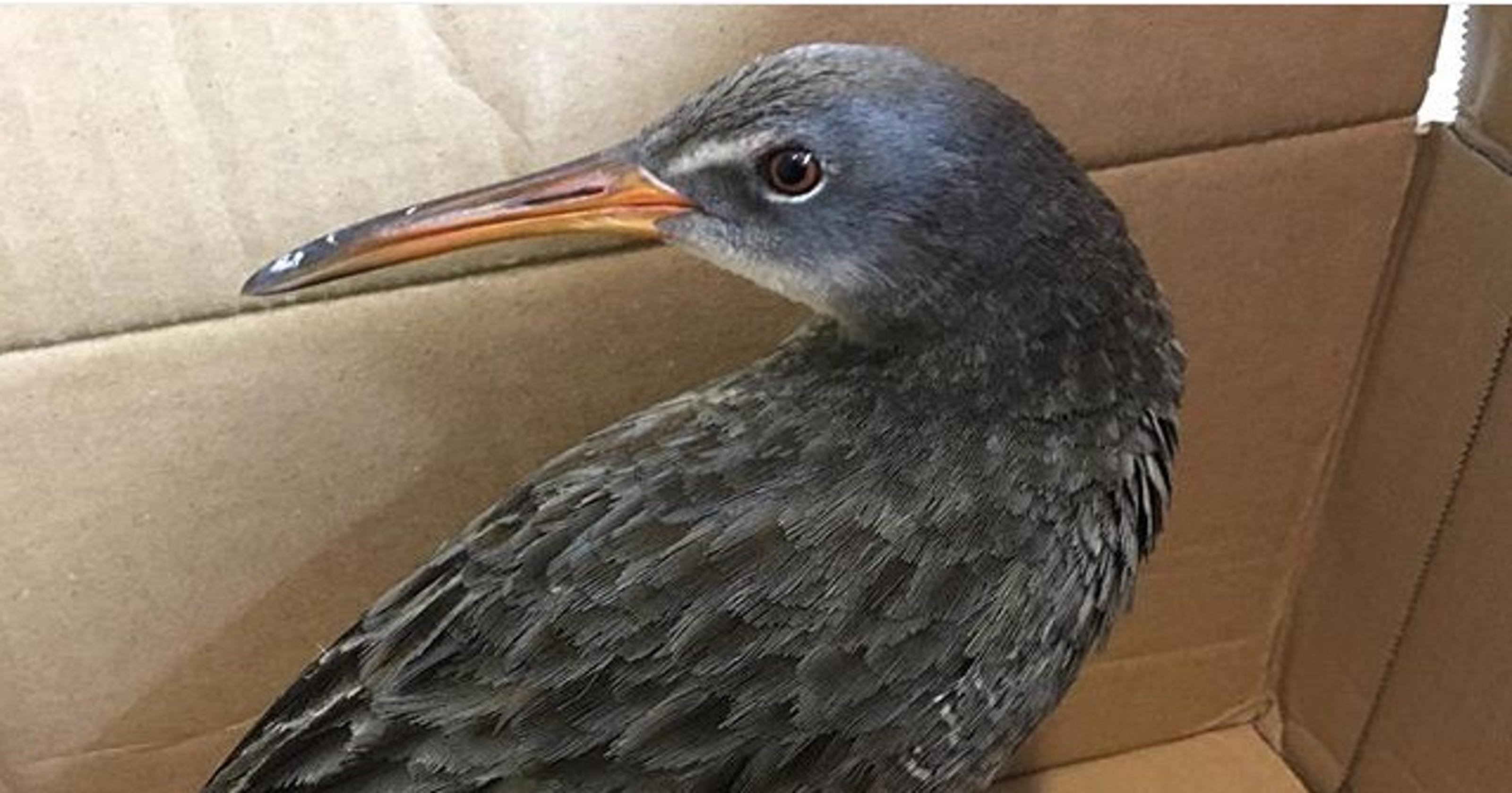 Sick or injured bird: Where to go, who to call if you find a wild bird