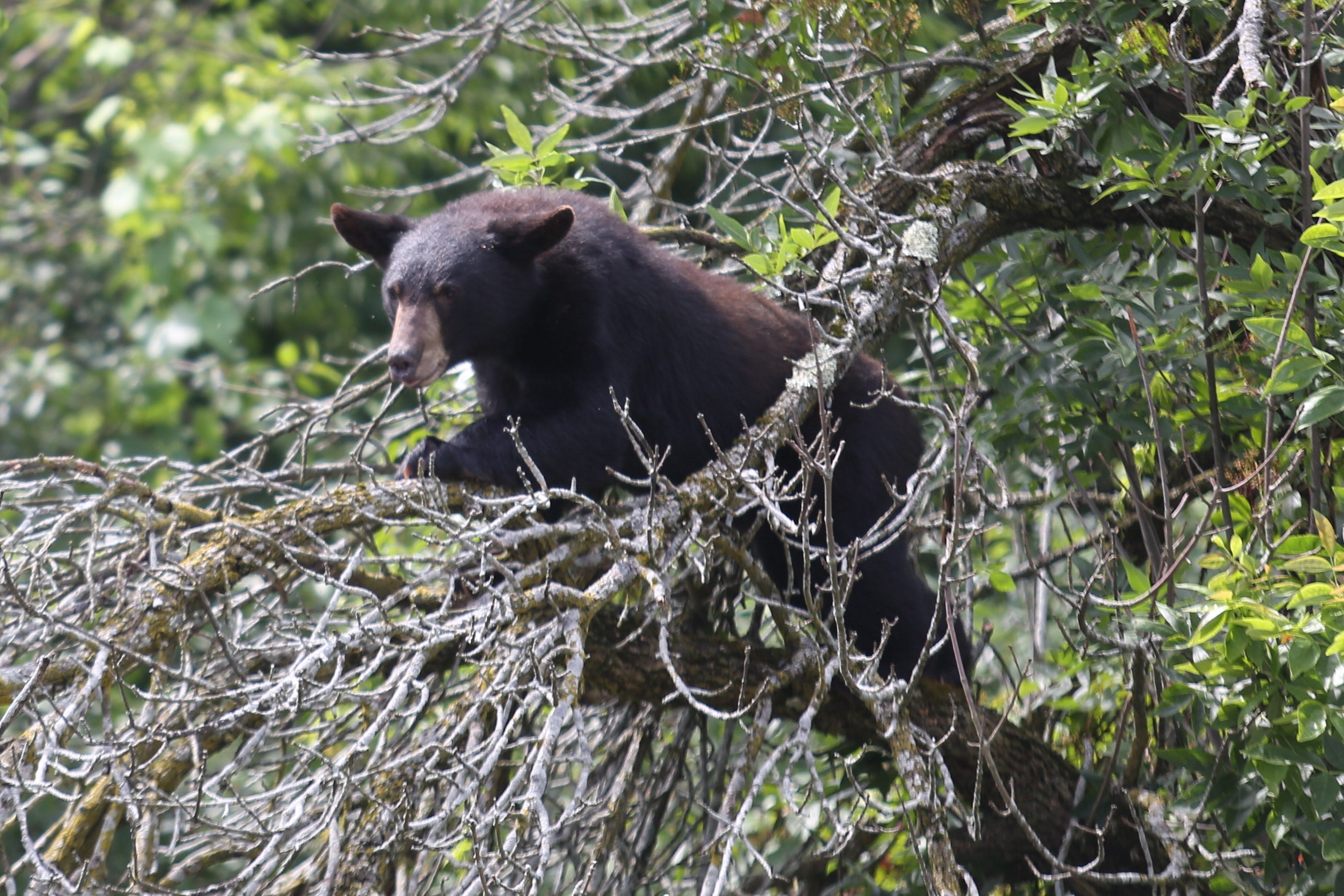 Bear tranquilized in Poughkeepsie tree, headed back to wild
