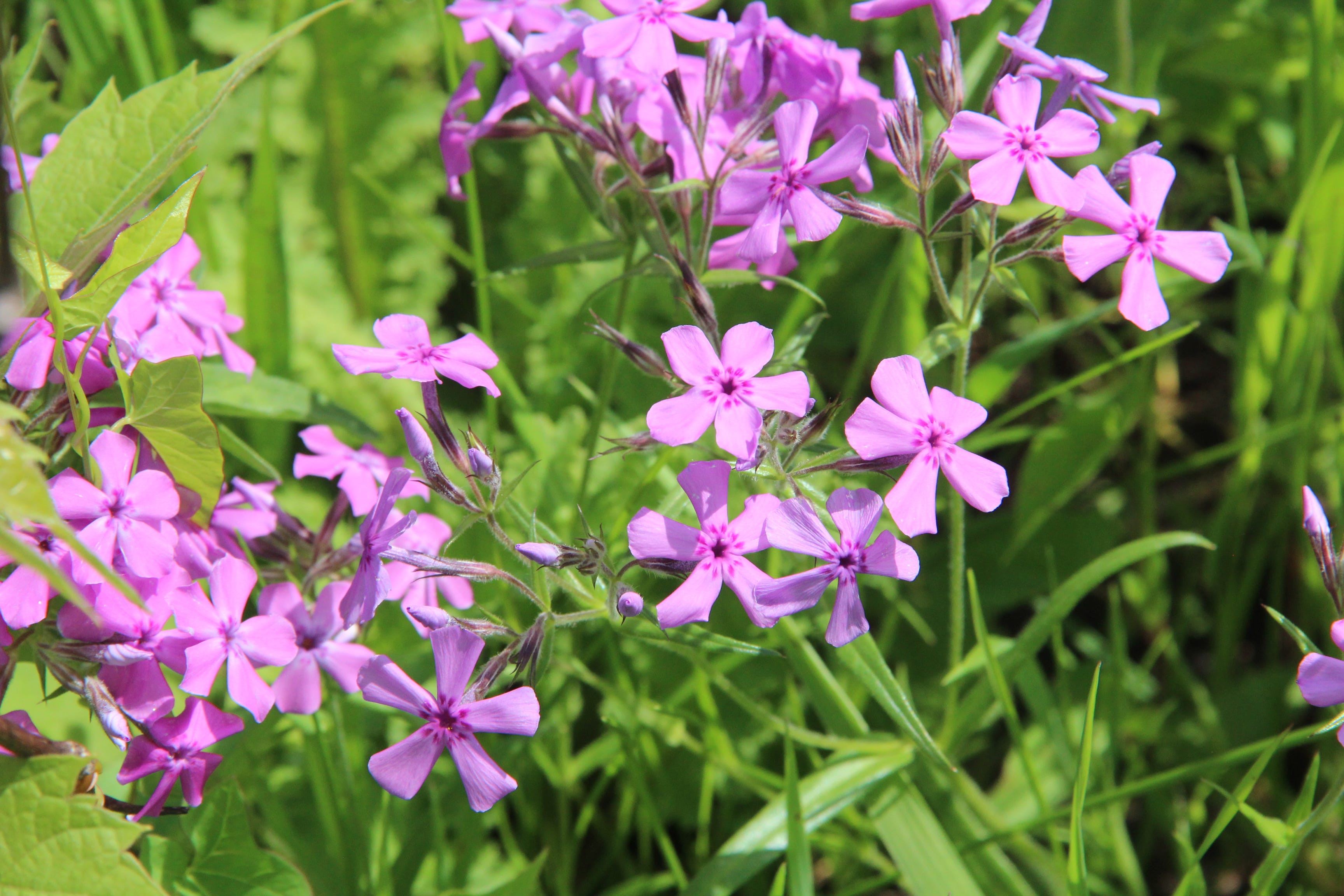 Wisconsin wildflowers: Prairie plants to look for in summer and fall