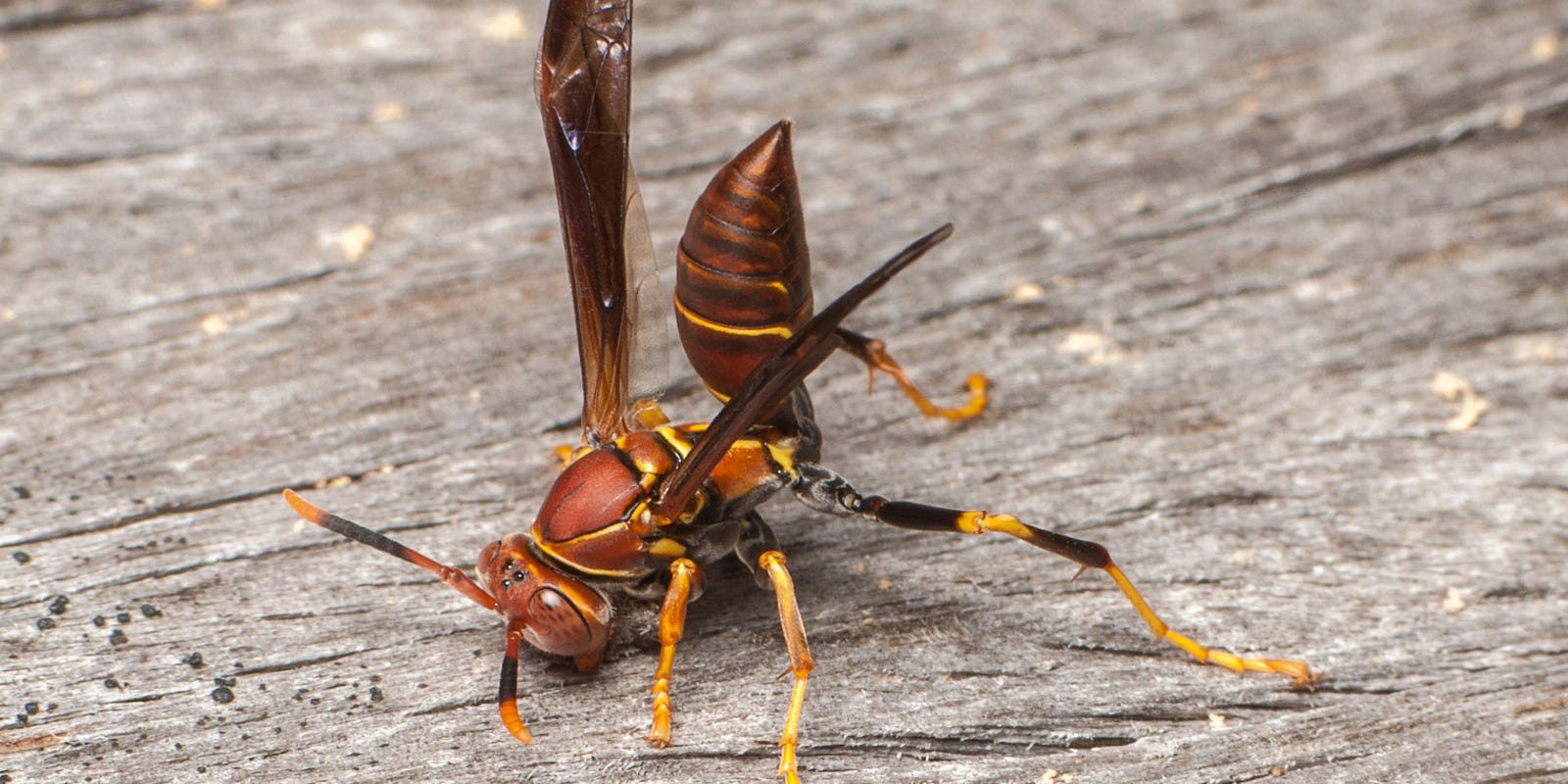 Got wasps? Here's what to do