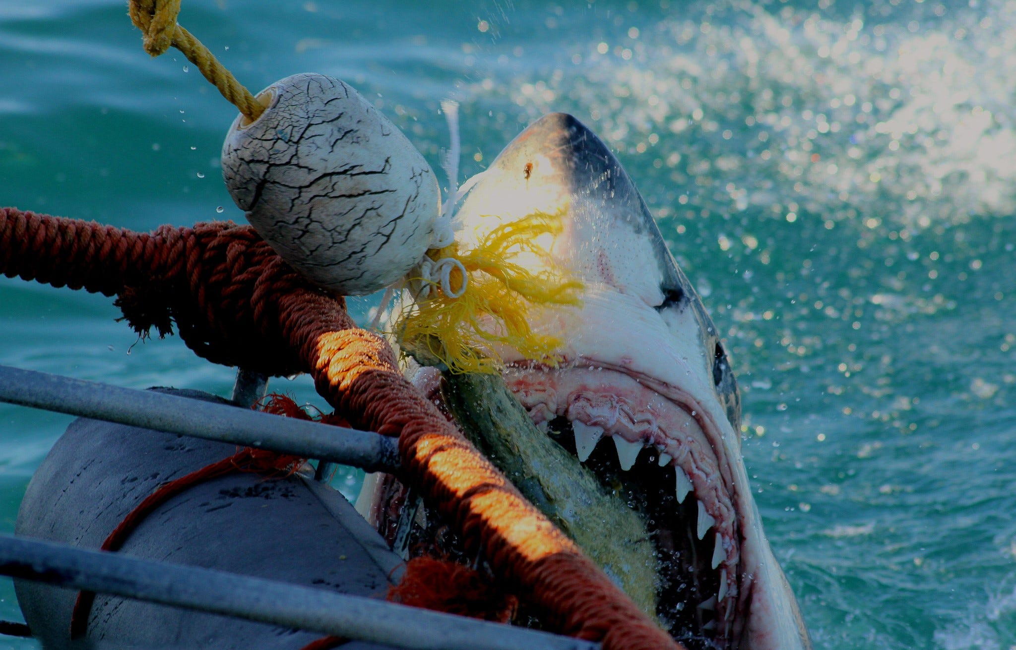 Shark attack? How to avoid sharks, and whether repellent really works