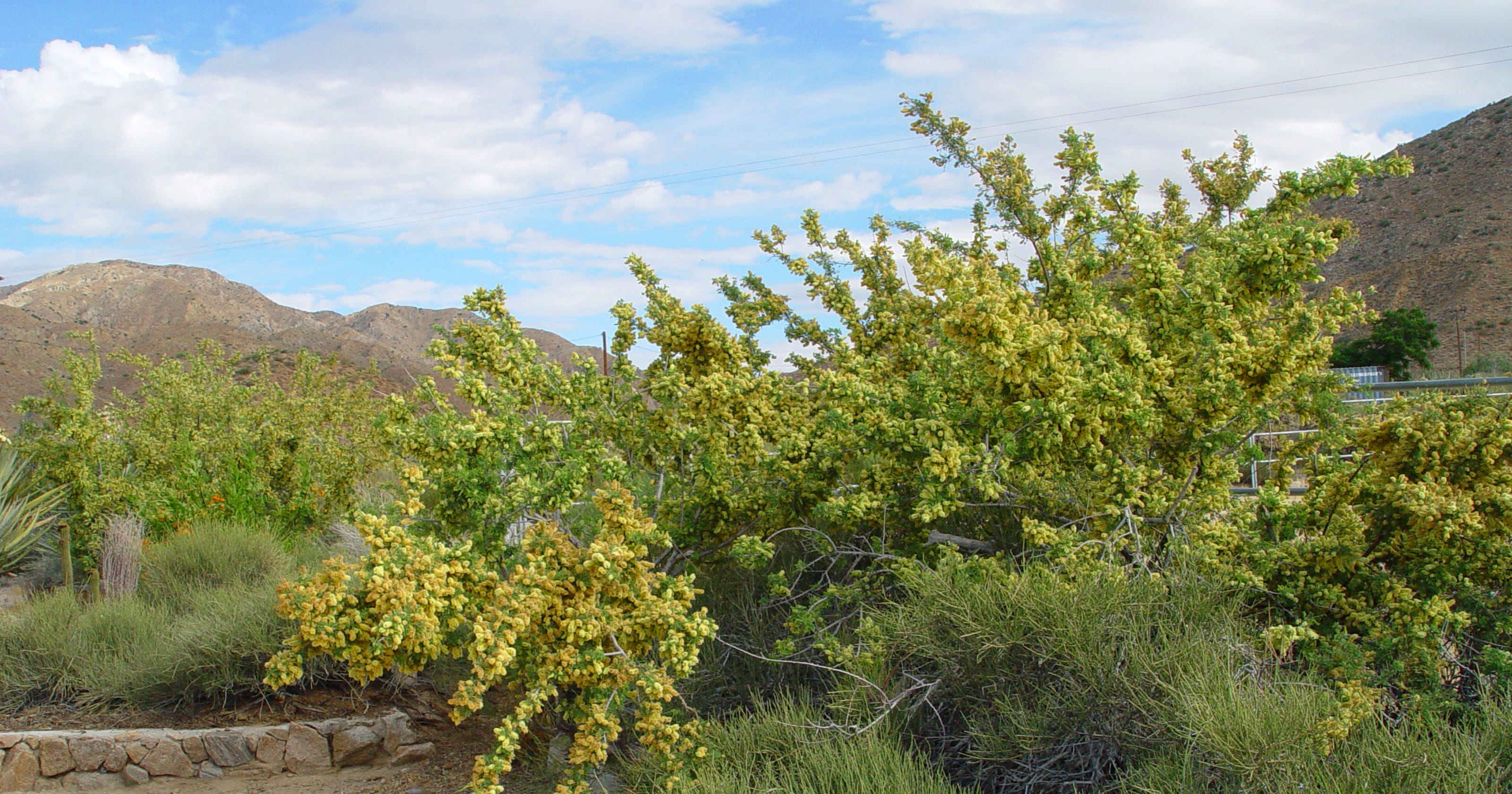 Cat's claw acacia is in full bloom in California's High Desert