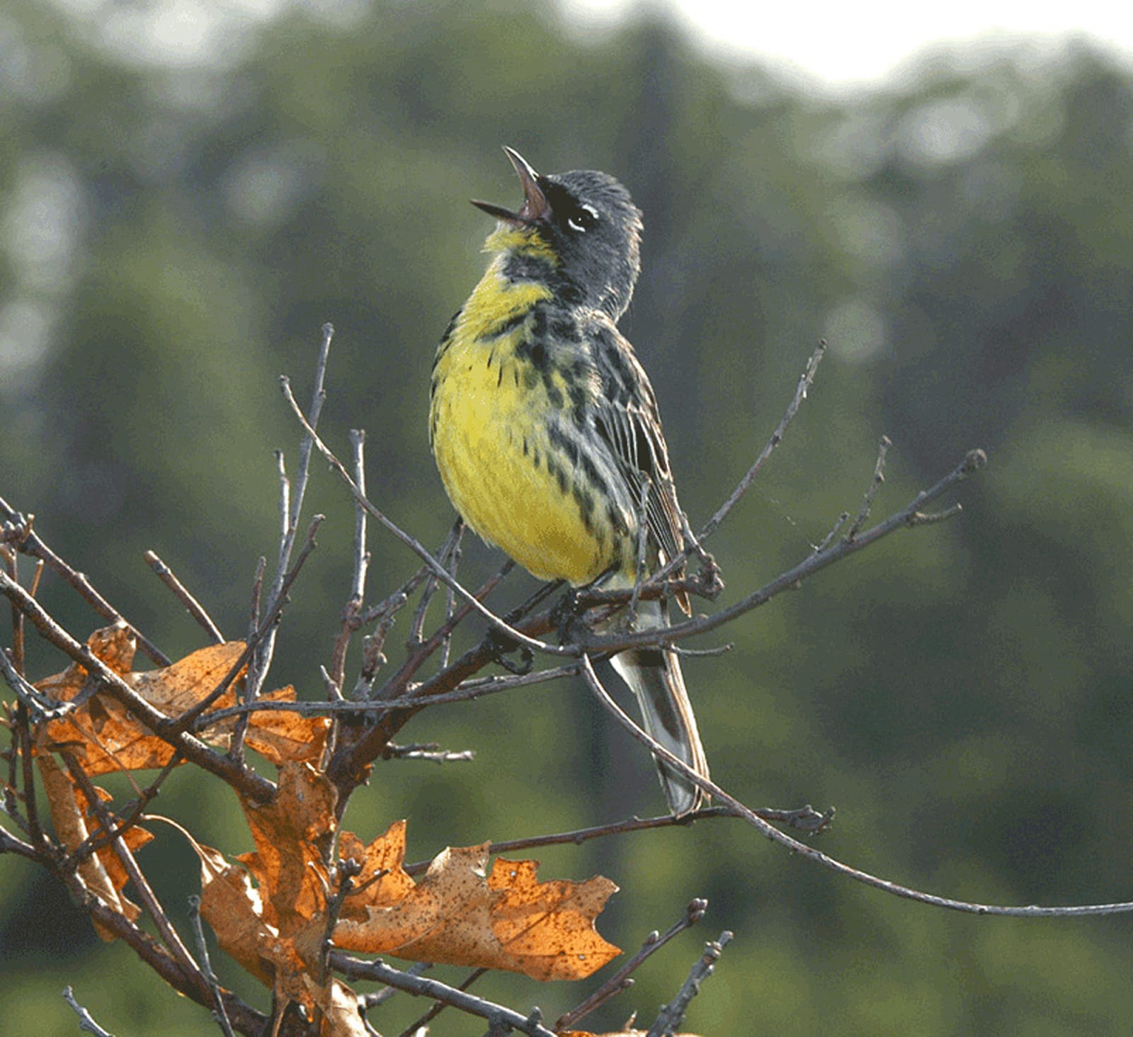 Will Kirtland's warbler replace robin as Michigan state bird?
