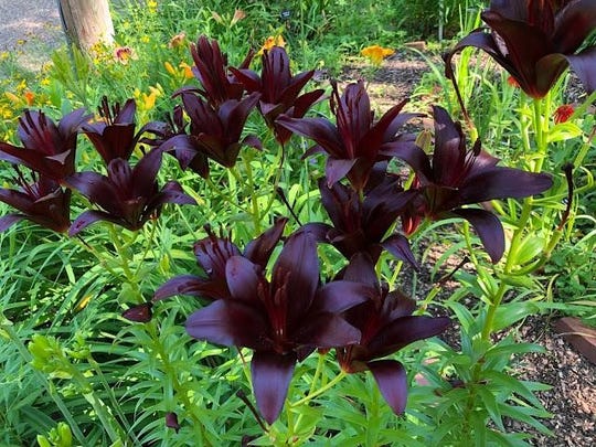 Iowa City gardeners to show off their growing power this weekend