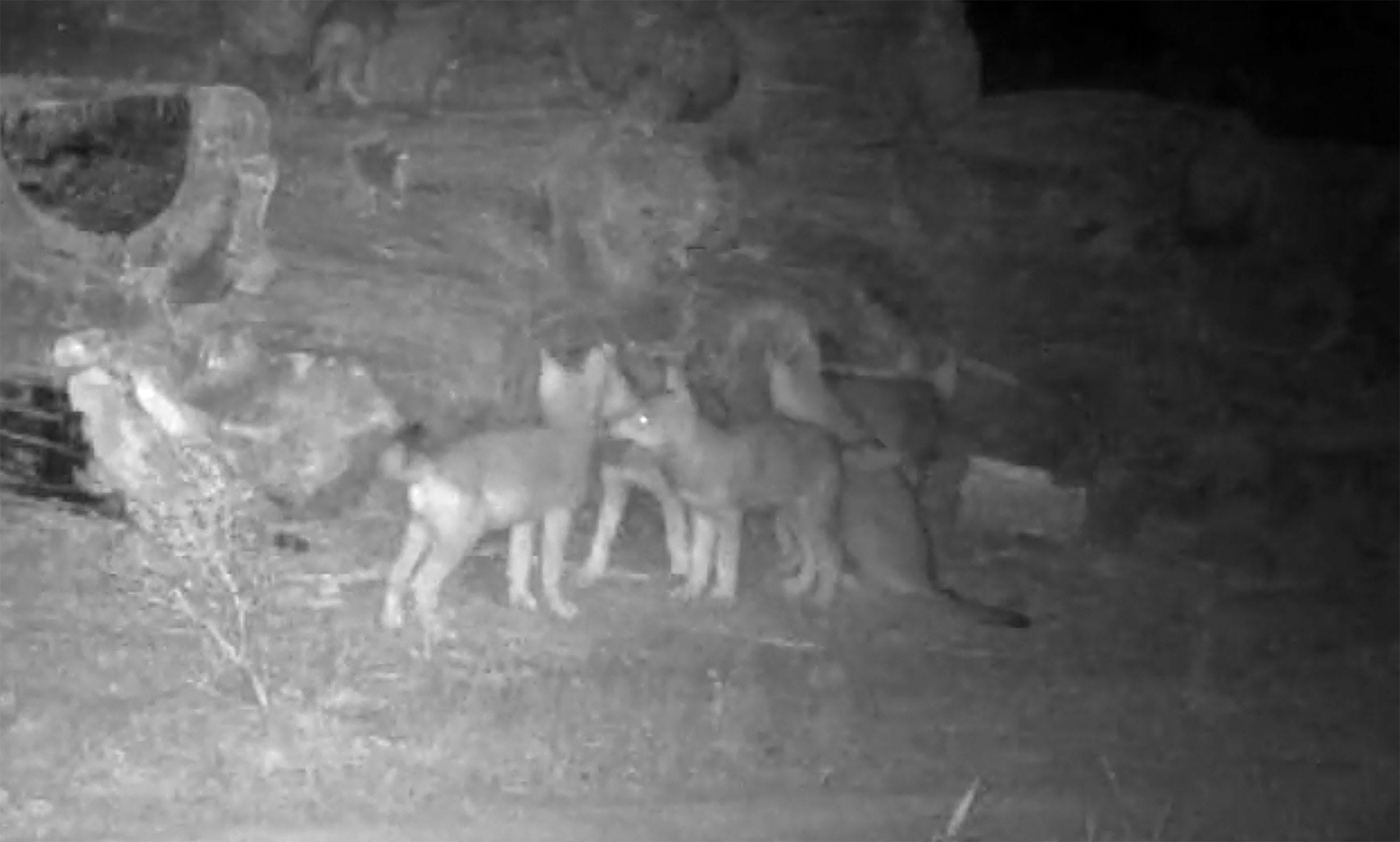 Six new wolf pups born in Mount Hood area of Western Oregon