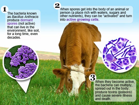 Officials monitoring anthrax reports in livestock from West Texas