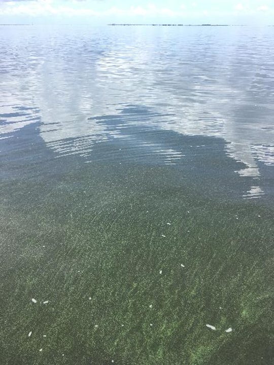 Lake Okeechobee algae still has toxins; massive blooms aren't expected