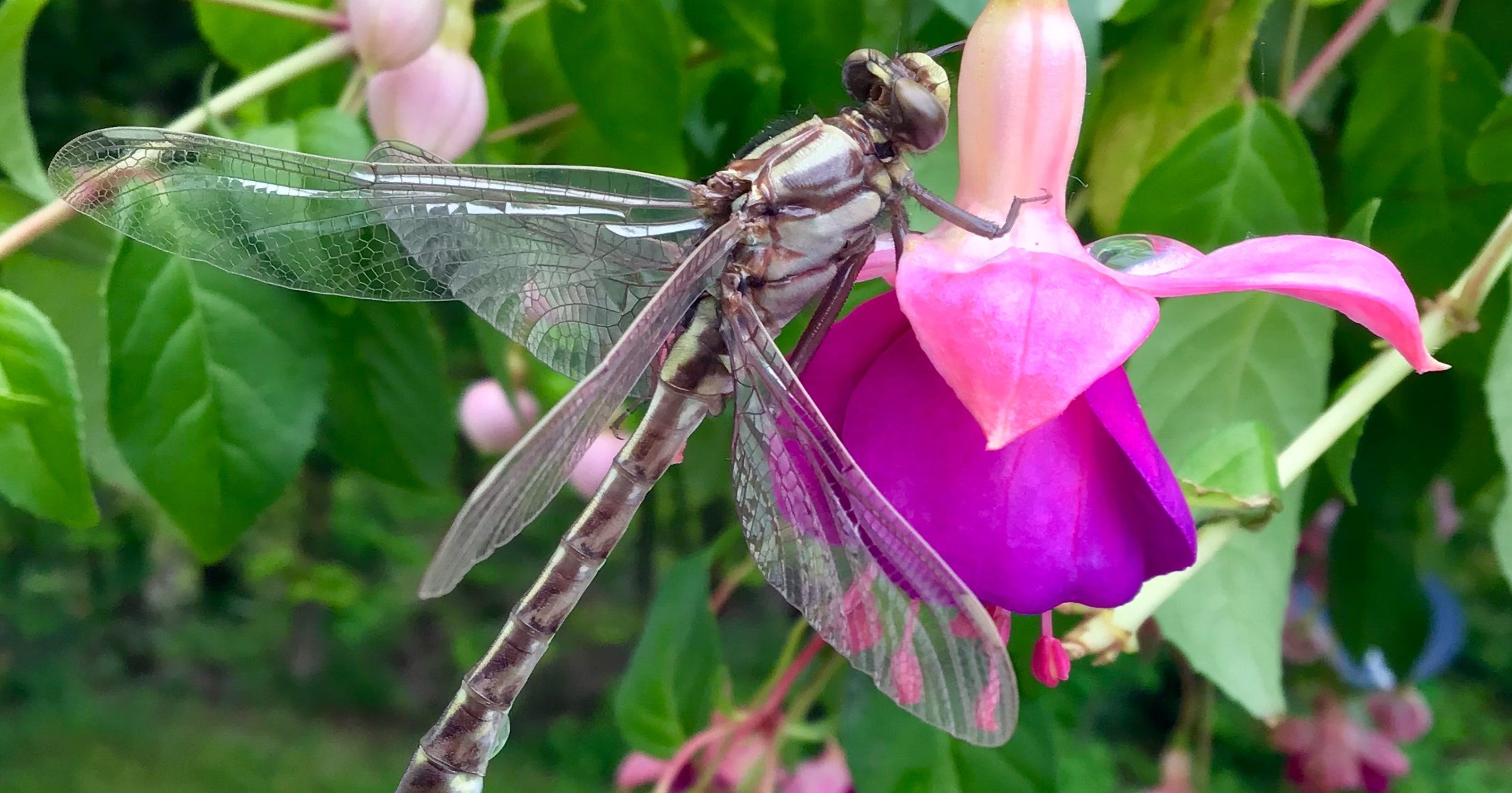 Dragonfly photo wings its way into Celebrate Michigan Contest finals