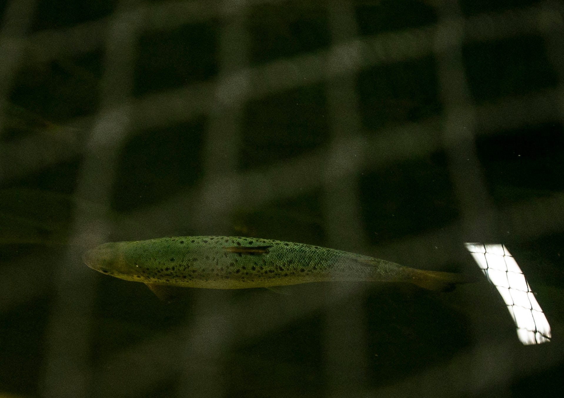 AquaBounty farms United States' first bio-engineered salmon in Indiana