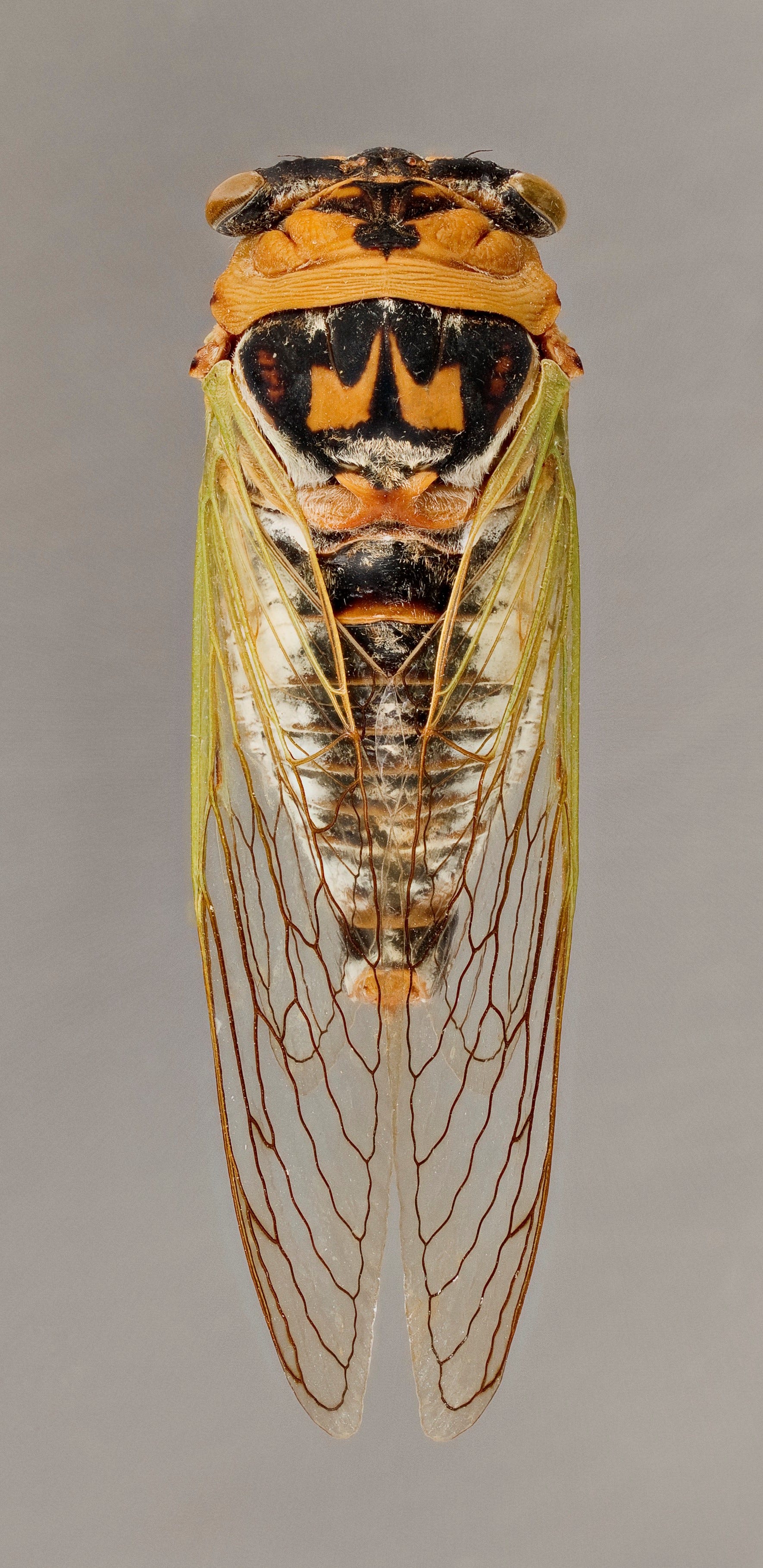 Arizona cicada season: When do they come out and what do they eat