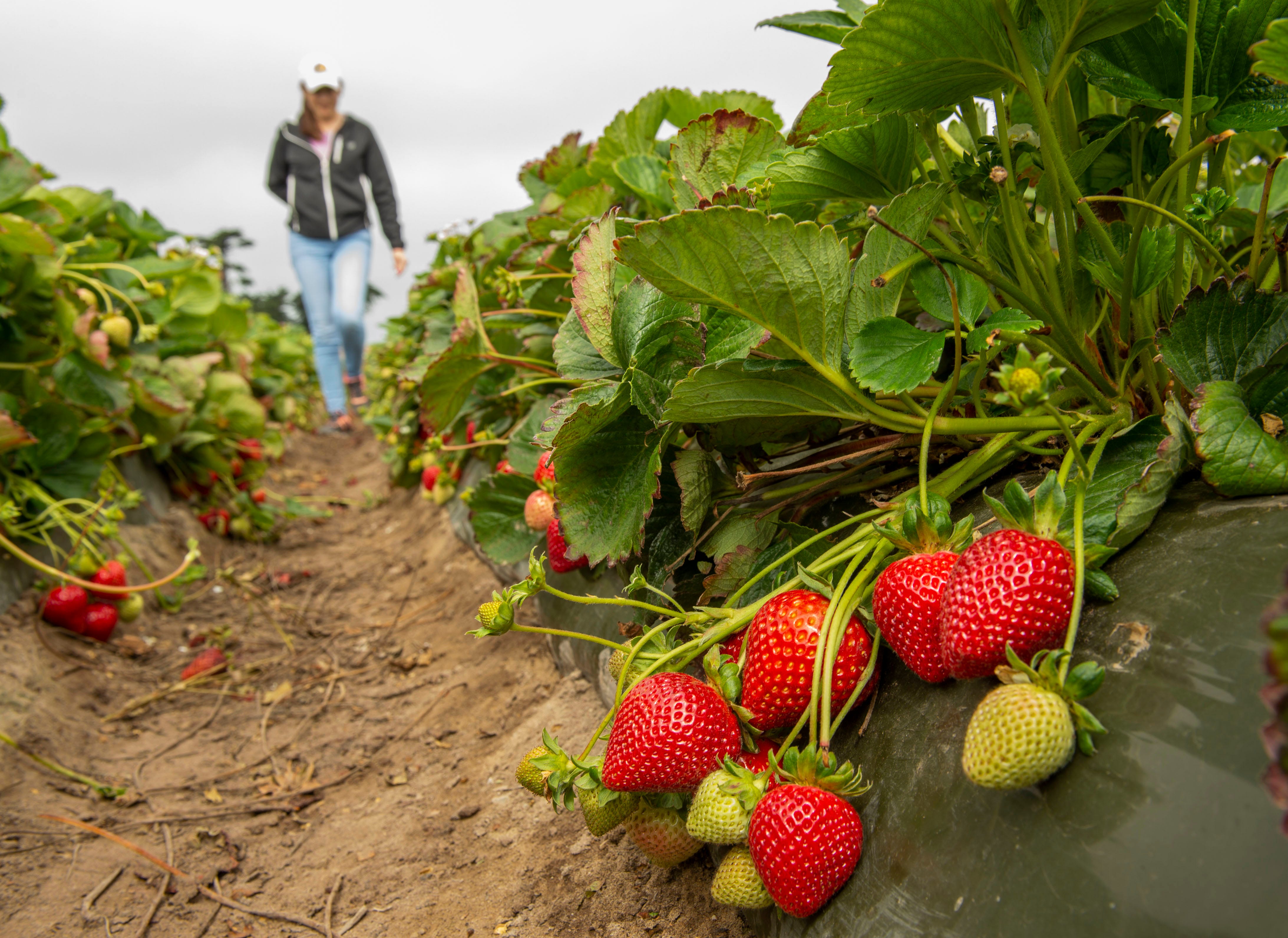 New strawberry varieties on the way for California growers