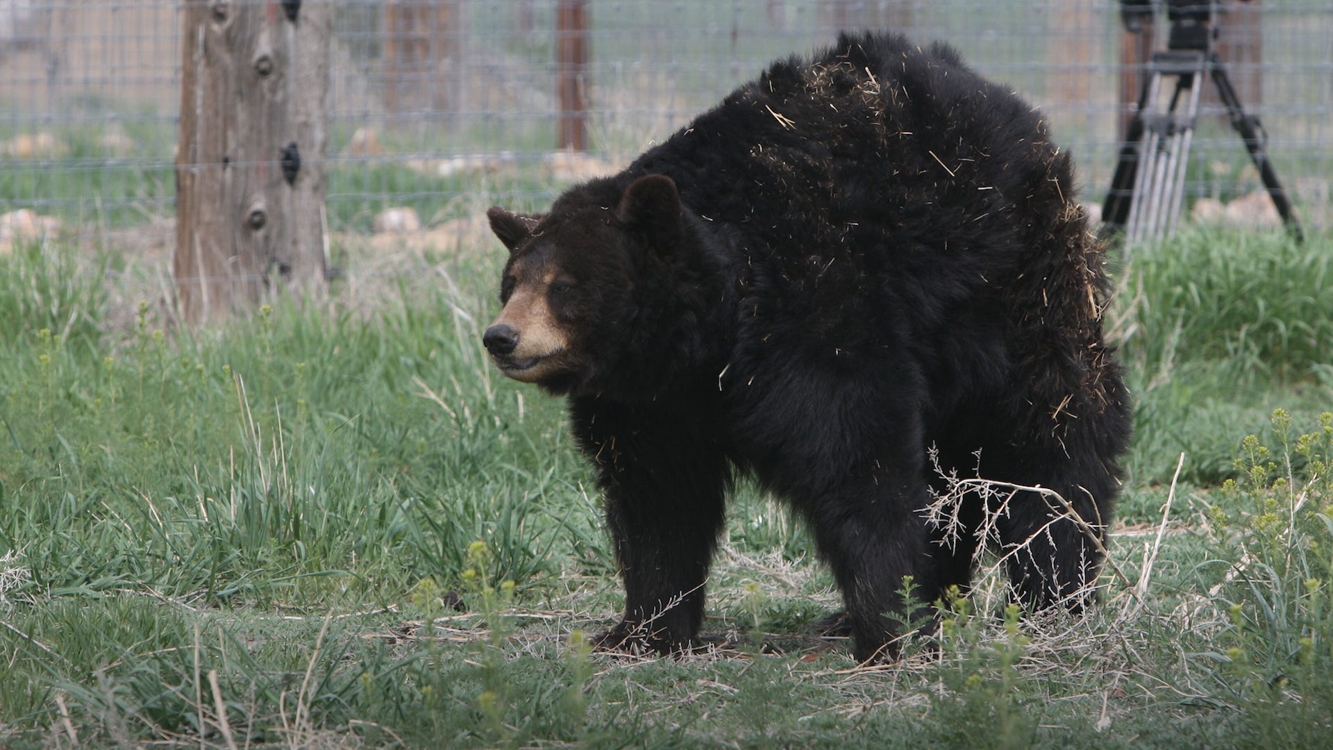 Rescuer cries when she sees bear's new life