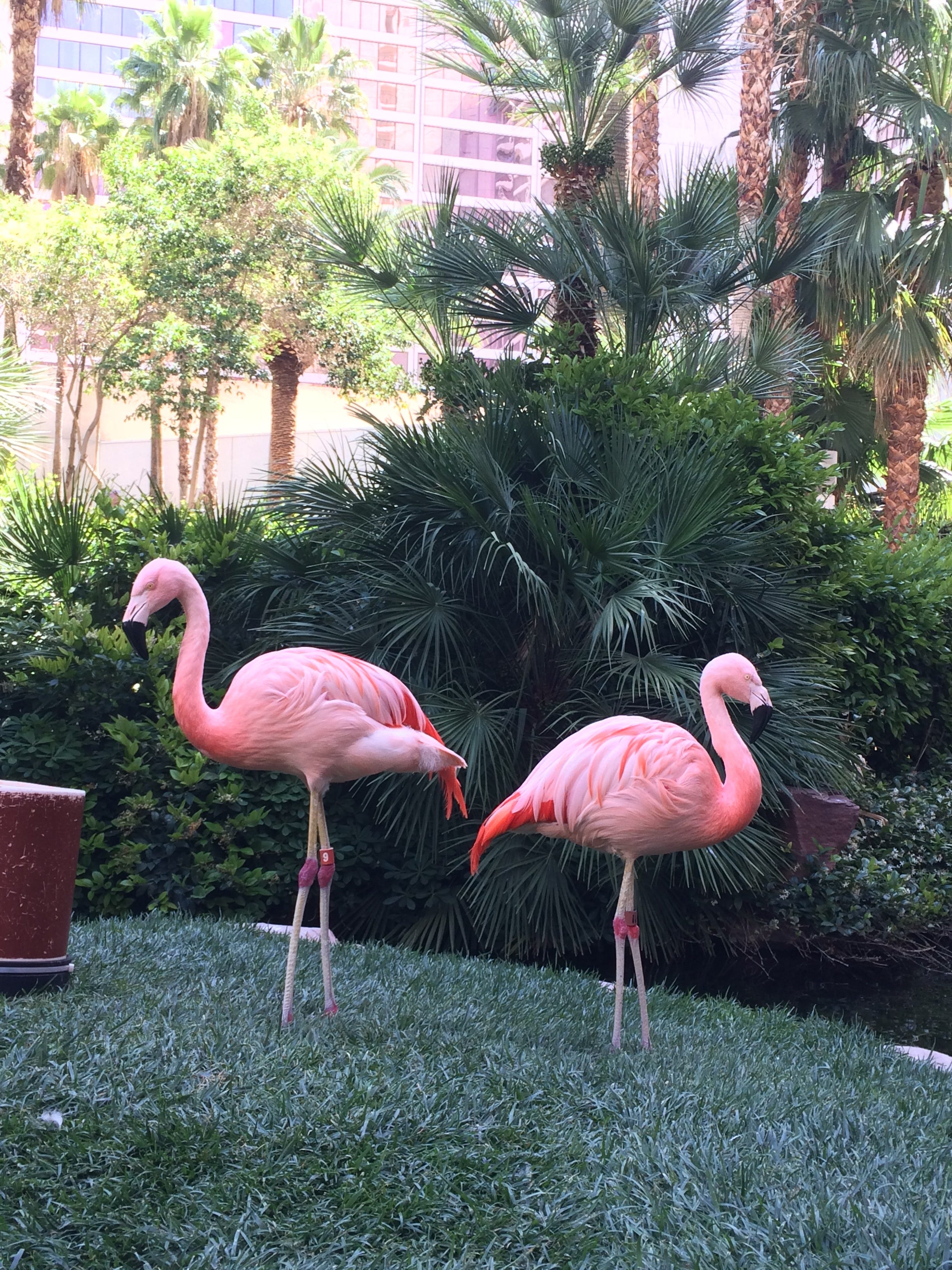 Las Vegas Strip Flamingos living the life, here's a look