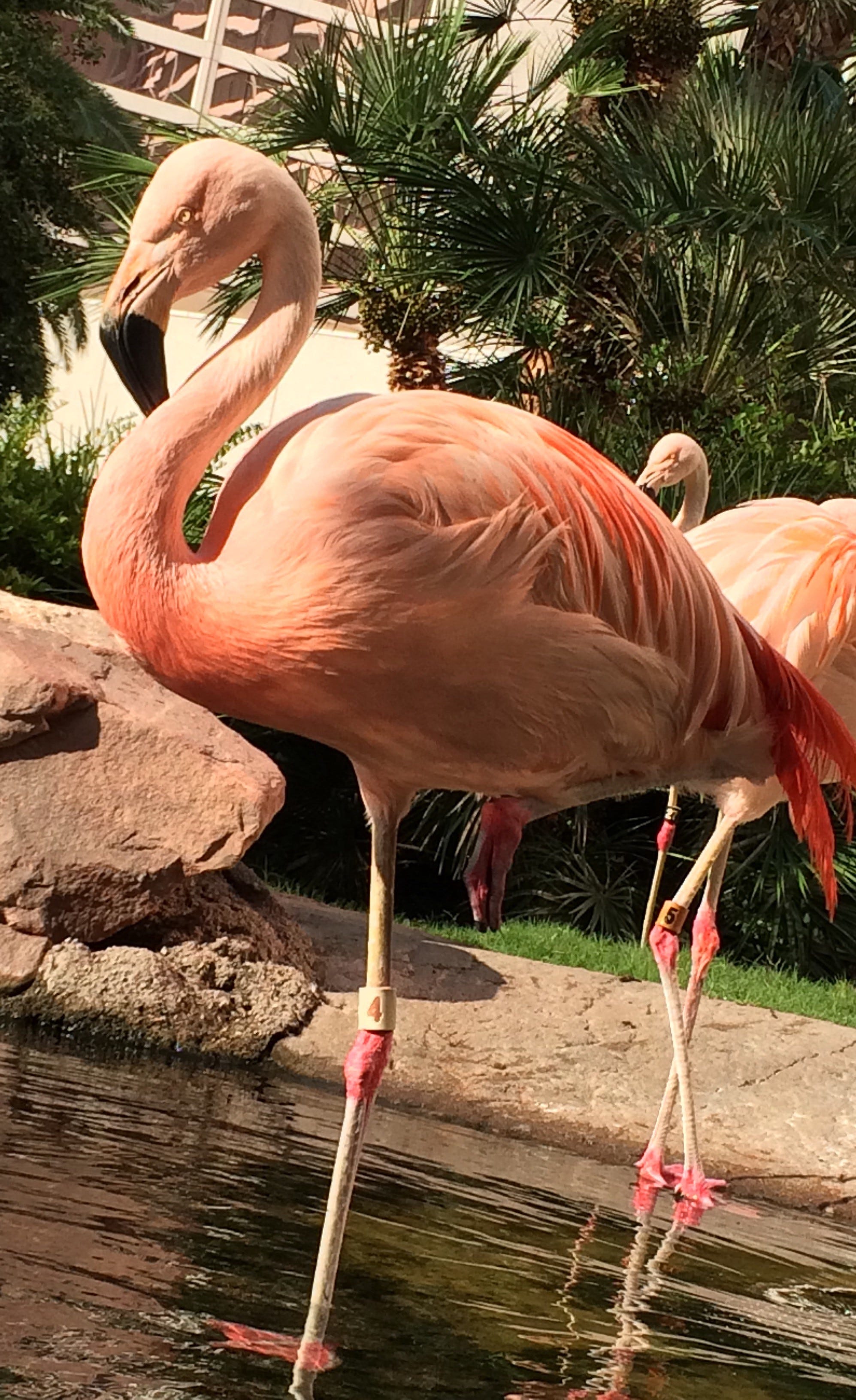 Las Vegas Strip Flamingos living the life, here's a look