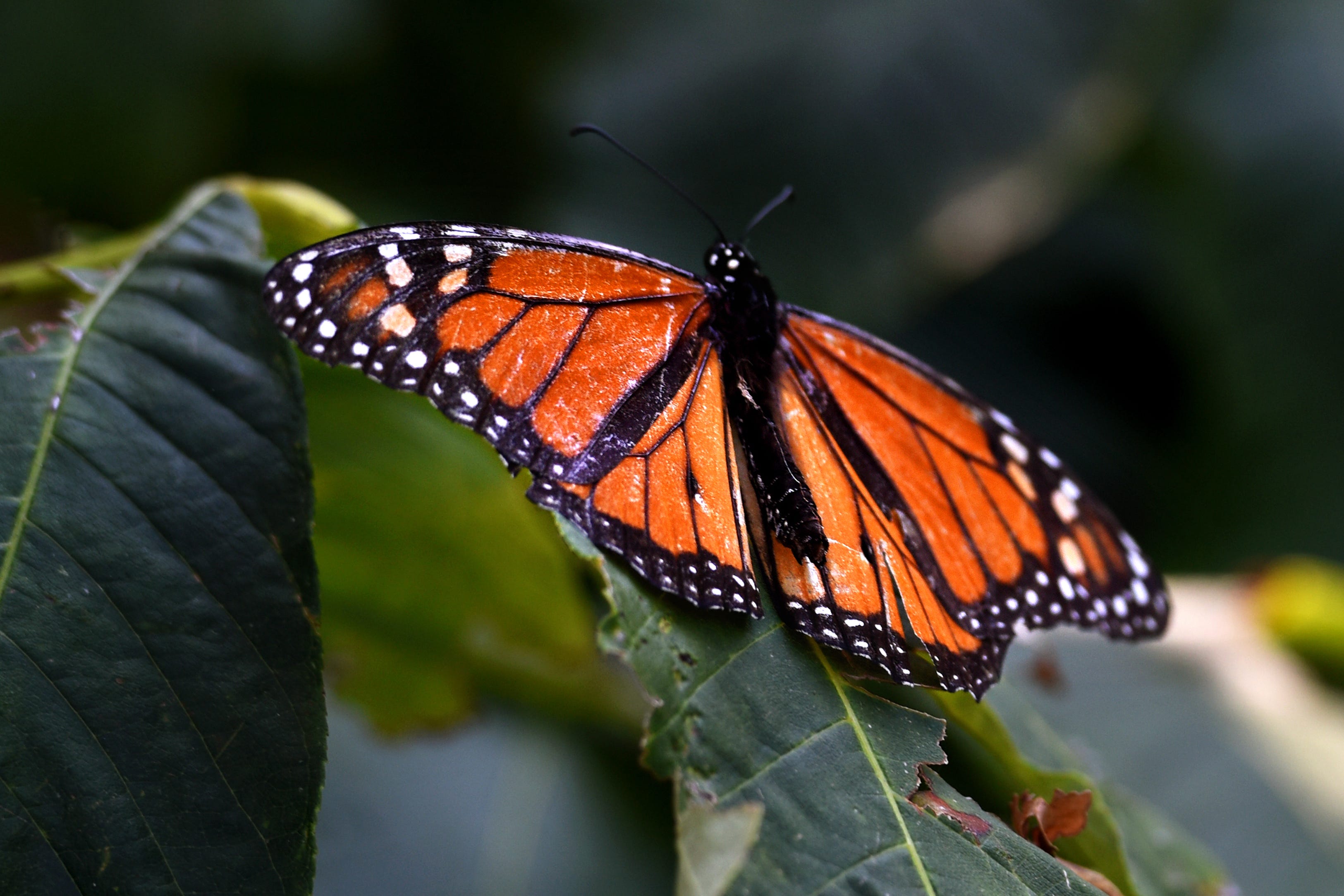 Here's the local butterfly that mimics the Monarch