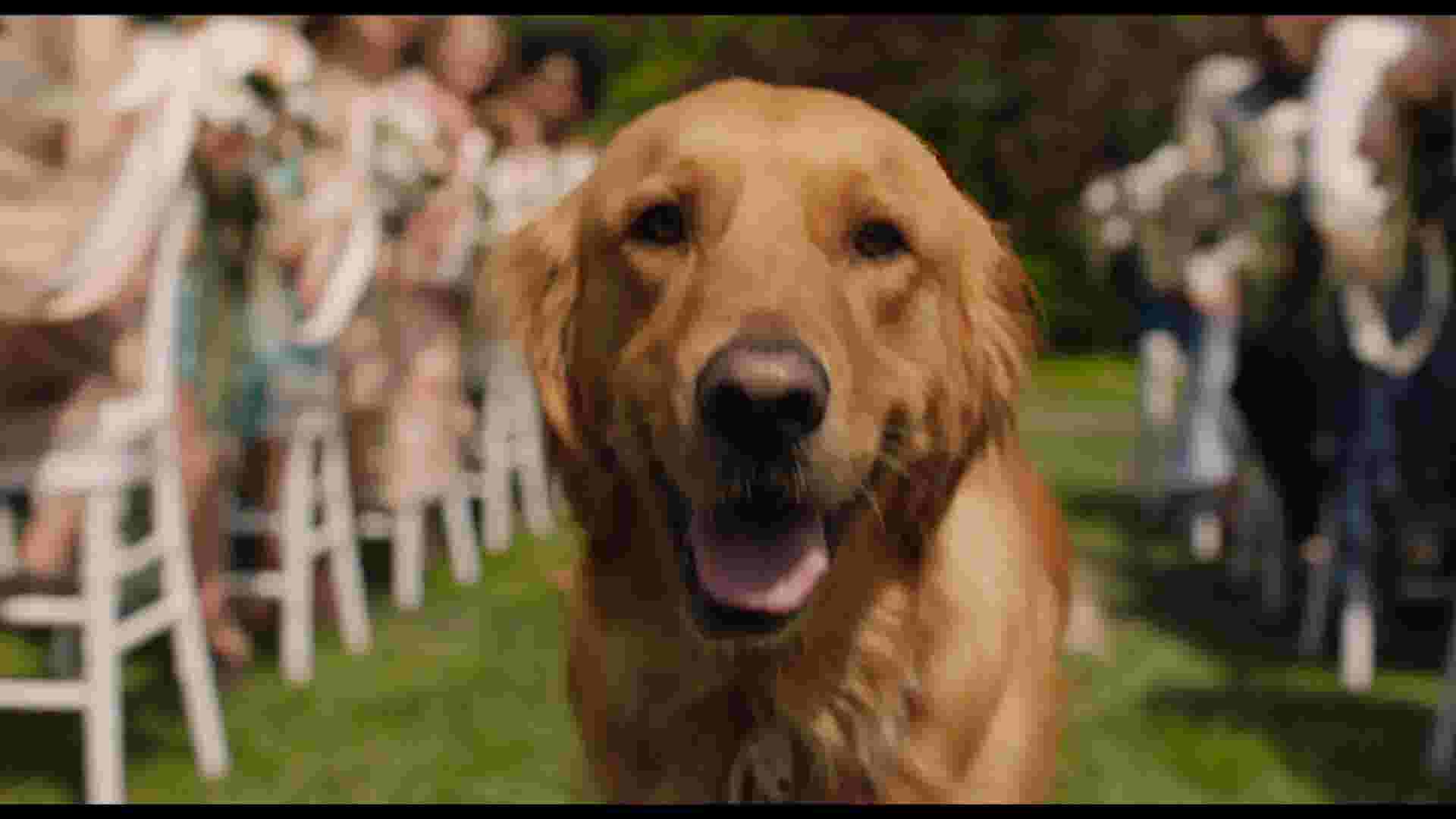 Kevin Costner voices a dog in 'The Art of Racing in the Rain'