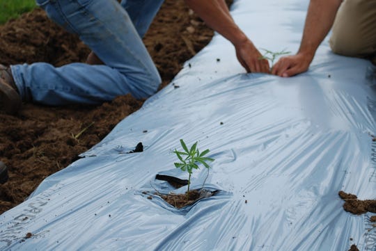 First legal hemp planted in Ohio since World War II