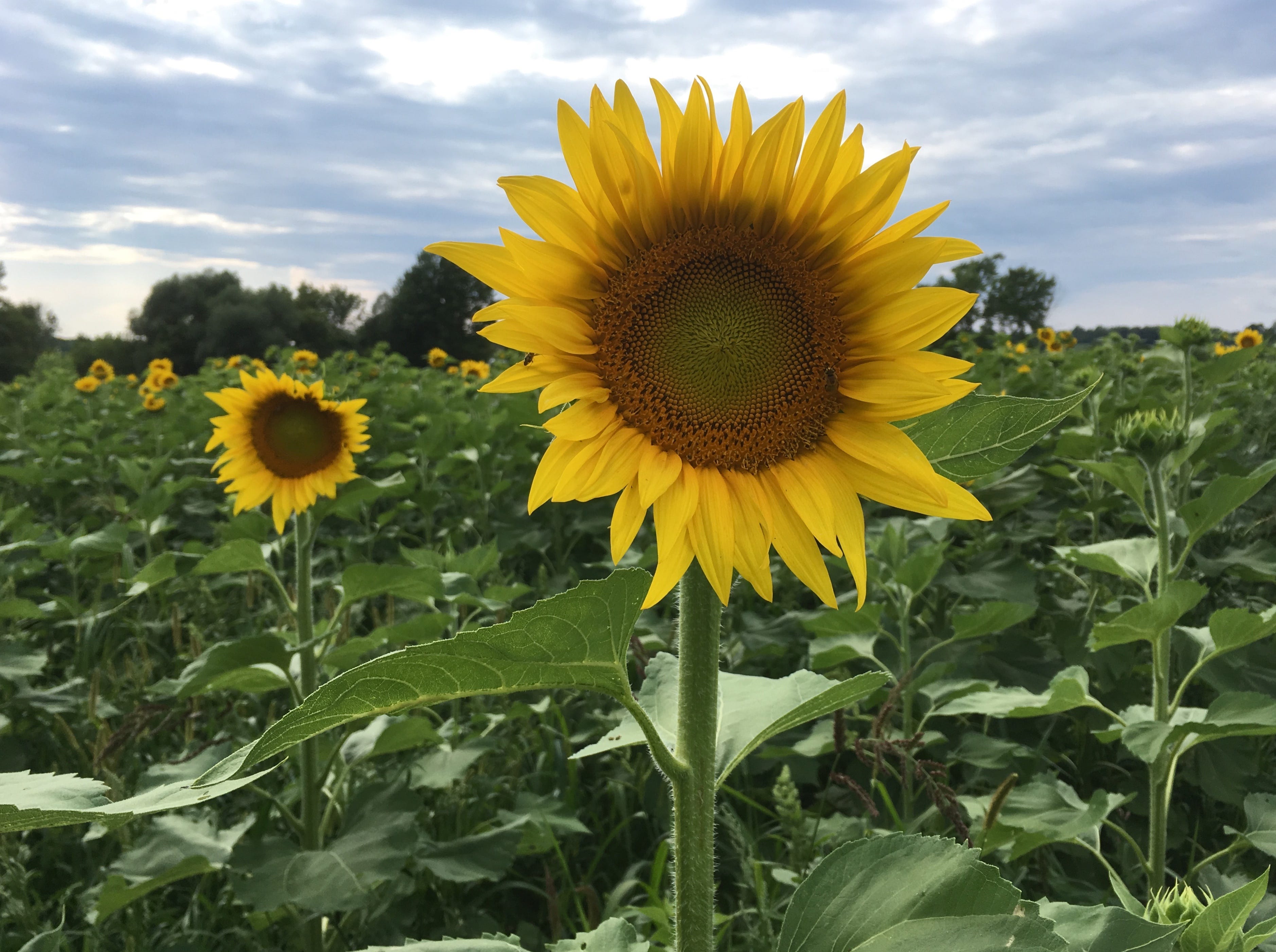 Where to find sunflower fields this summer in Vermont