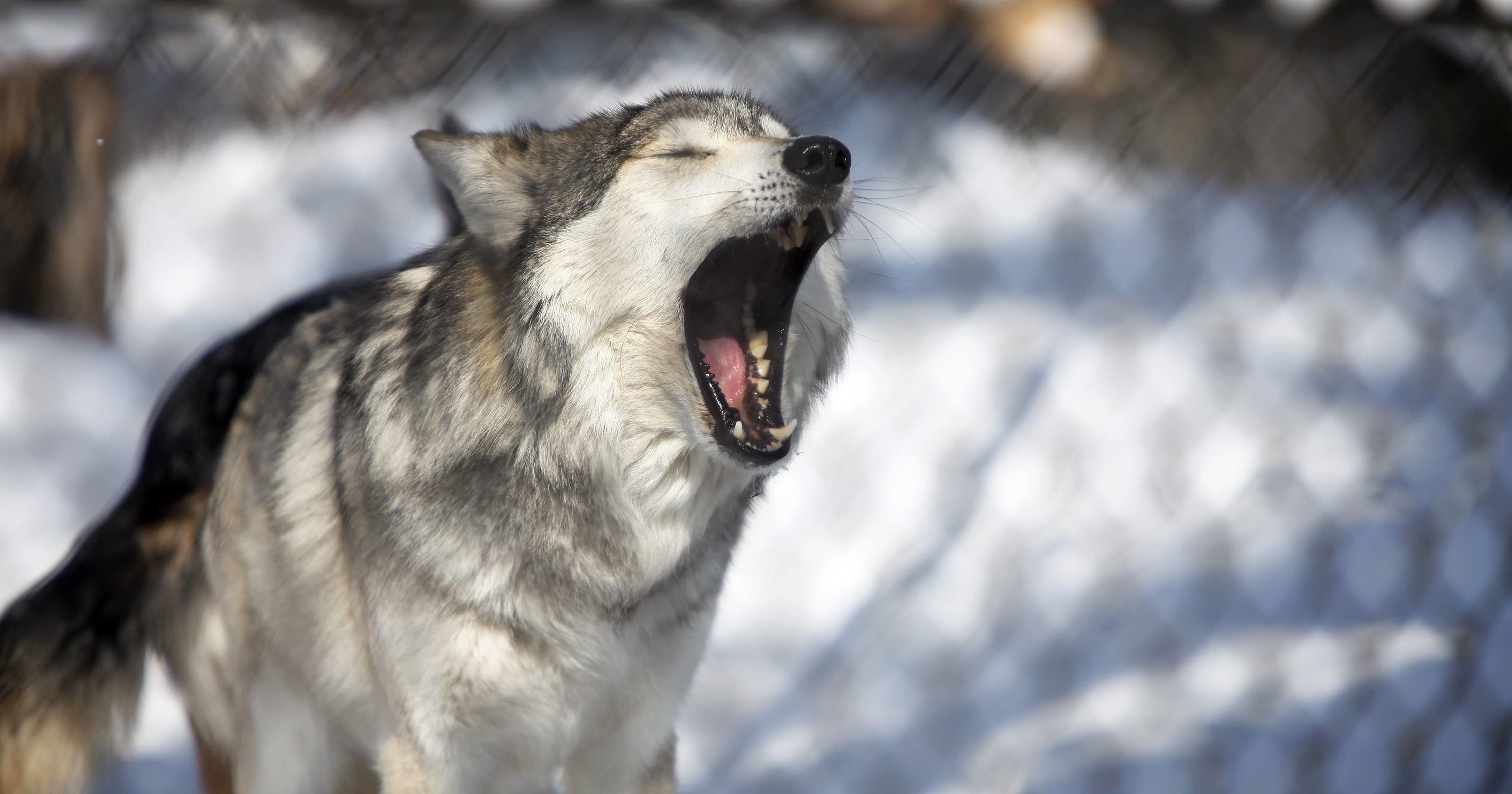 Hunterdon NJ man saves family during Banff National Park wolf attack