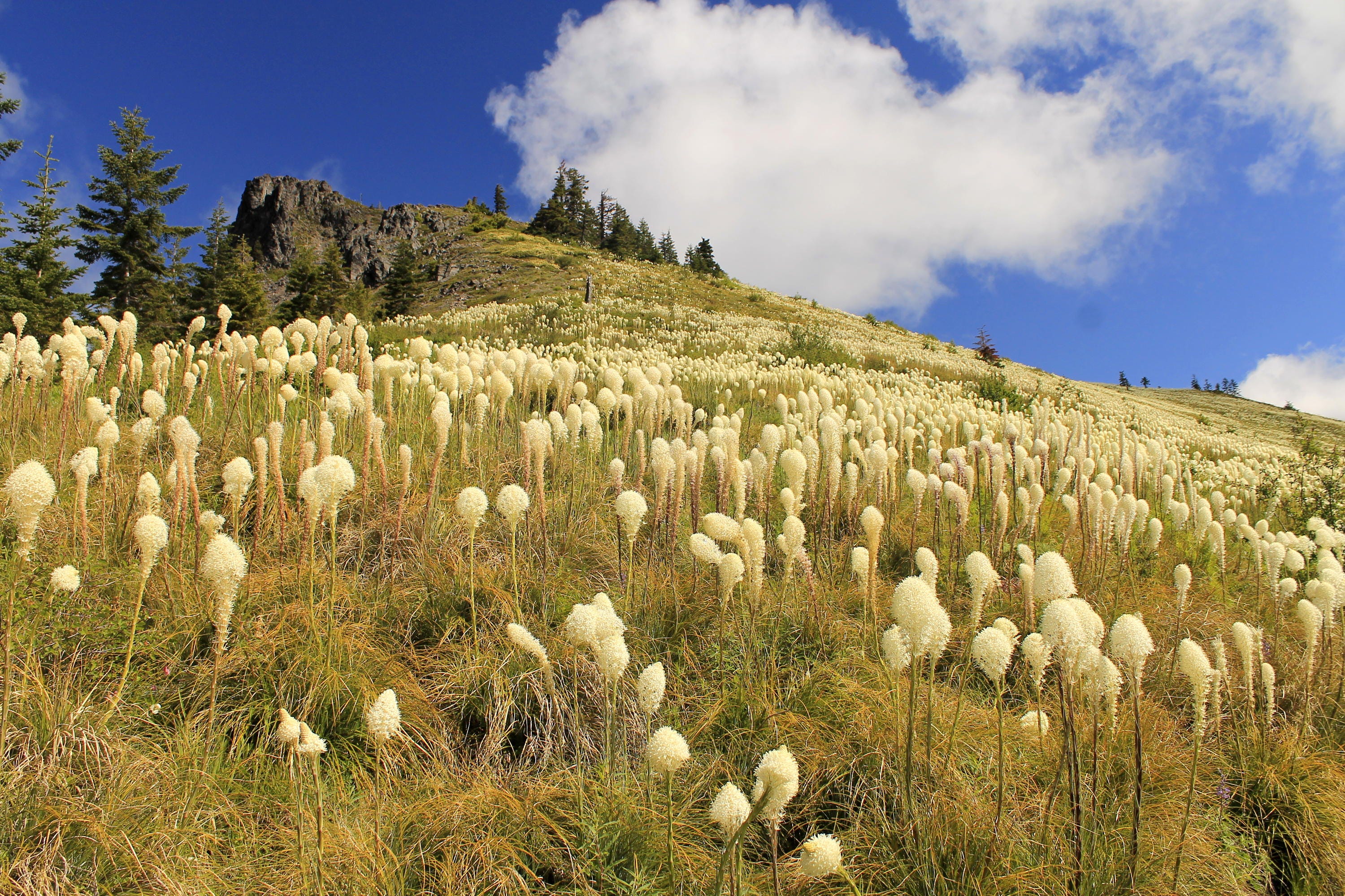 5 best hikes in Oregon's iconic but overlooked Old Cascade mountains
