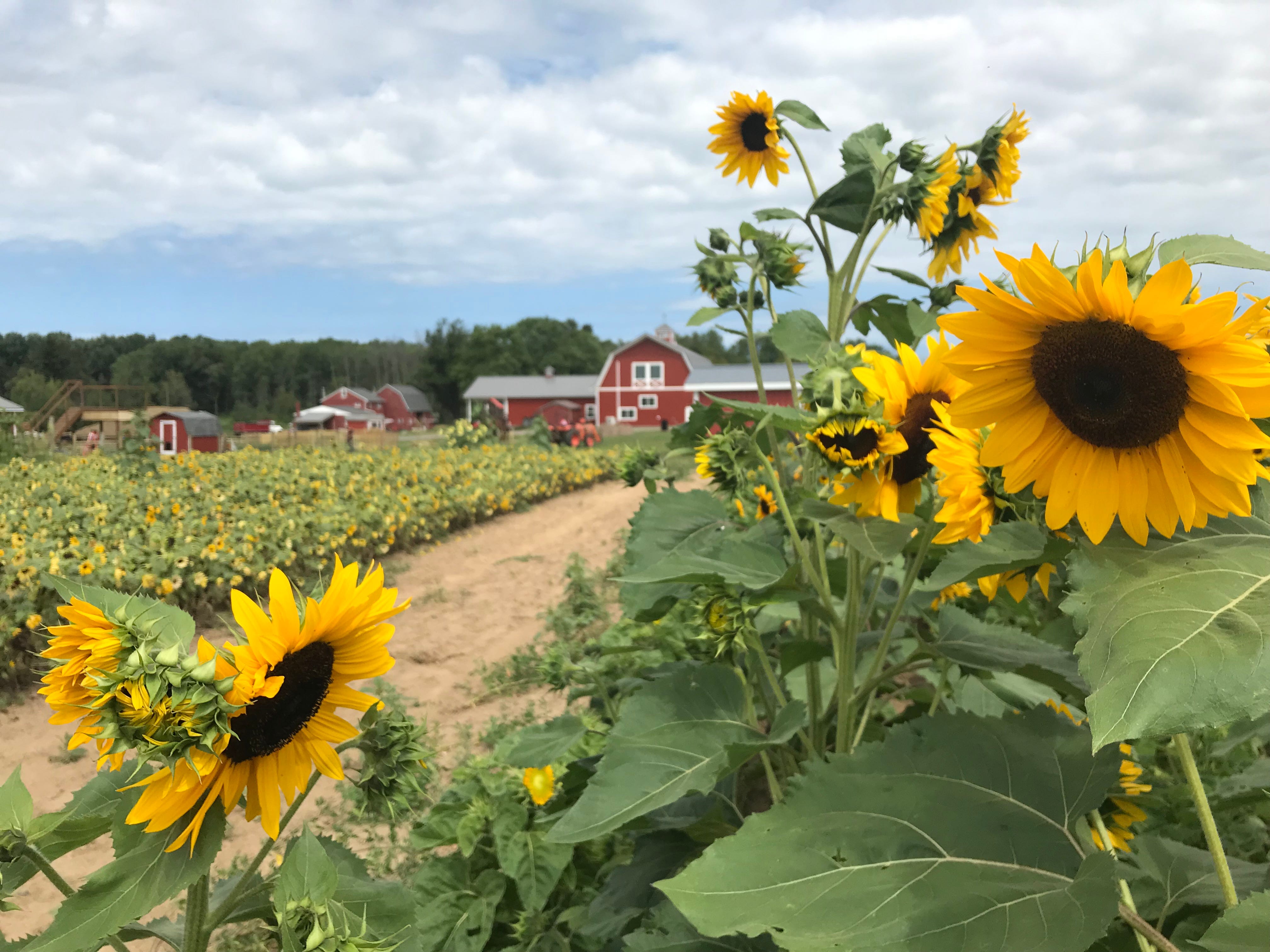 Wickham Farms reopens in Penfield NY: What you need to know